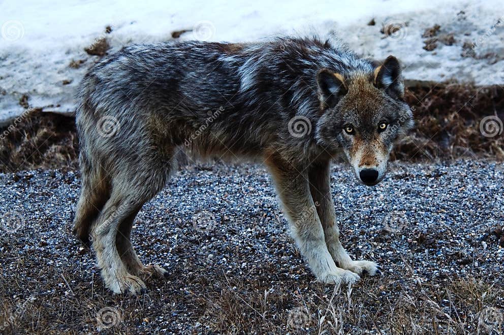 Wolf at Rock Moutain stock photo. Image of rock, standing - 10371046