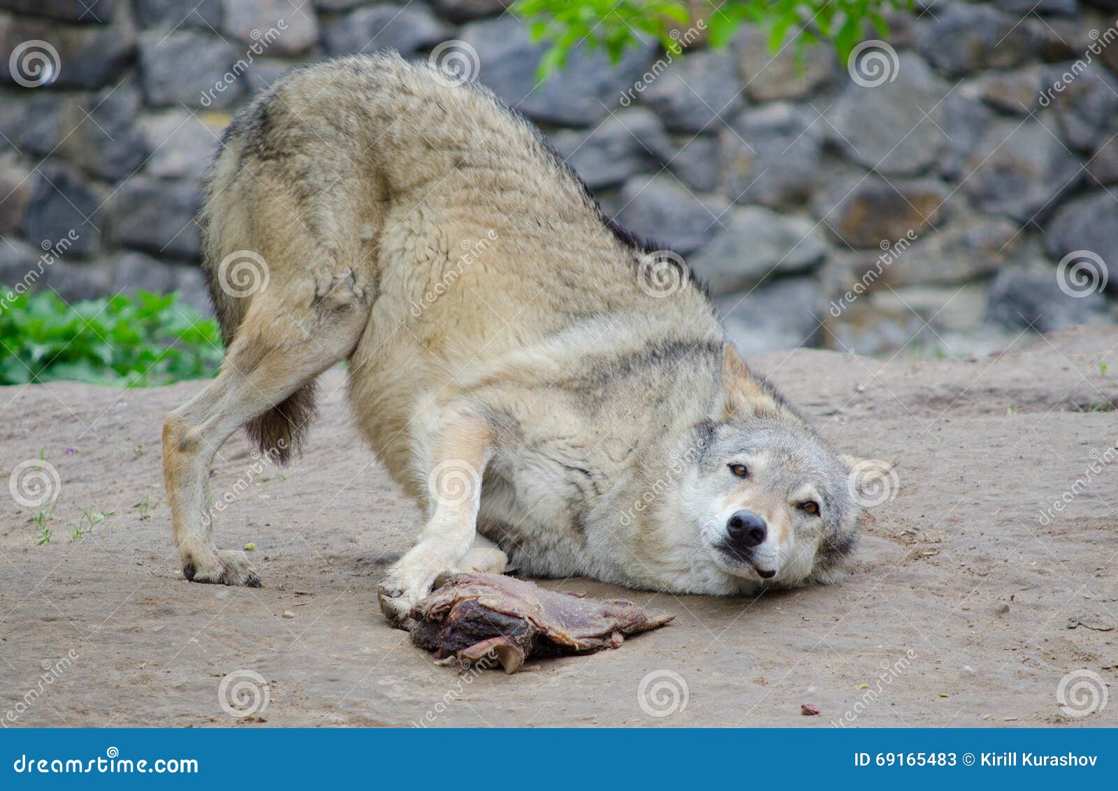 Wolf rolling on the ground stock image. Image of gray - 69165483