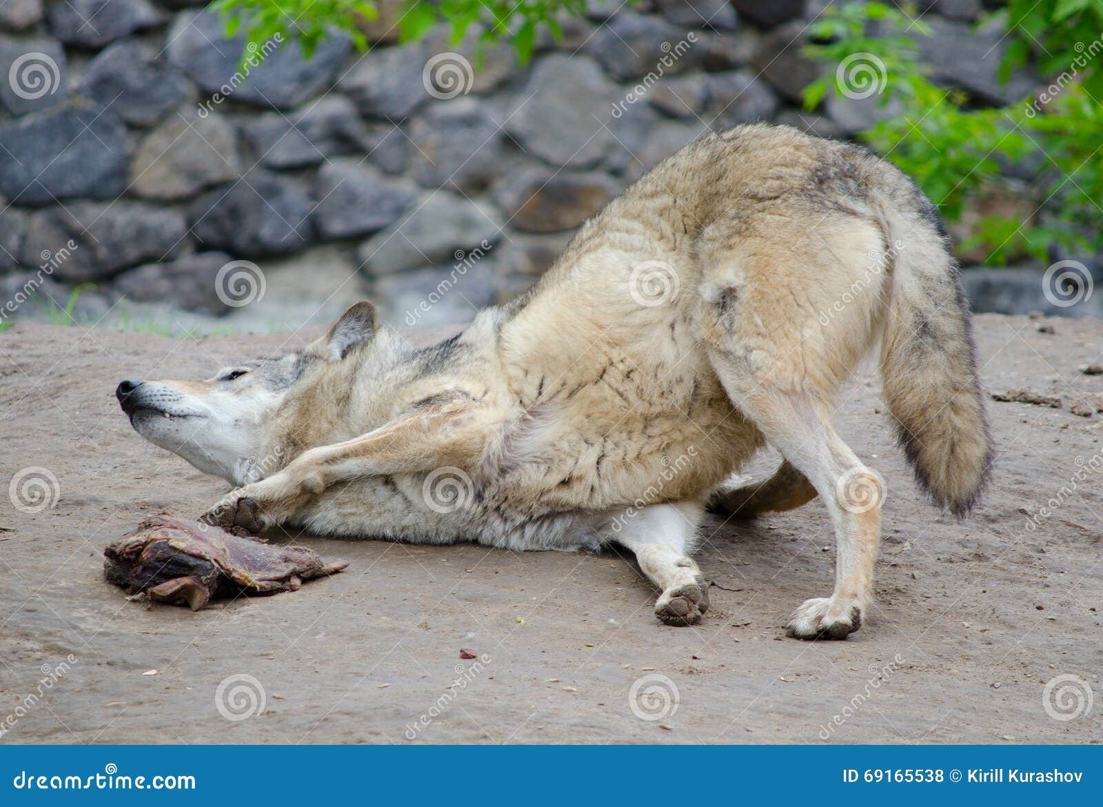 Wolf Rolling On Back