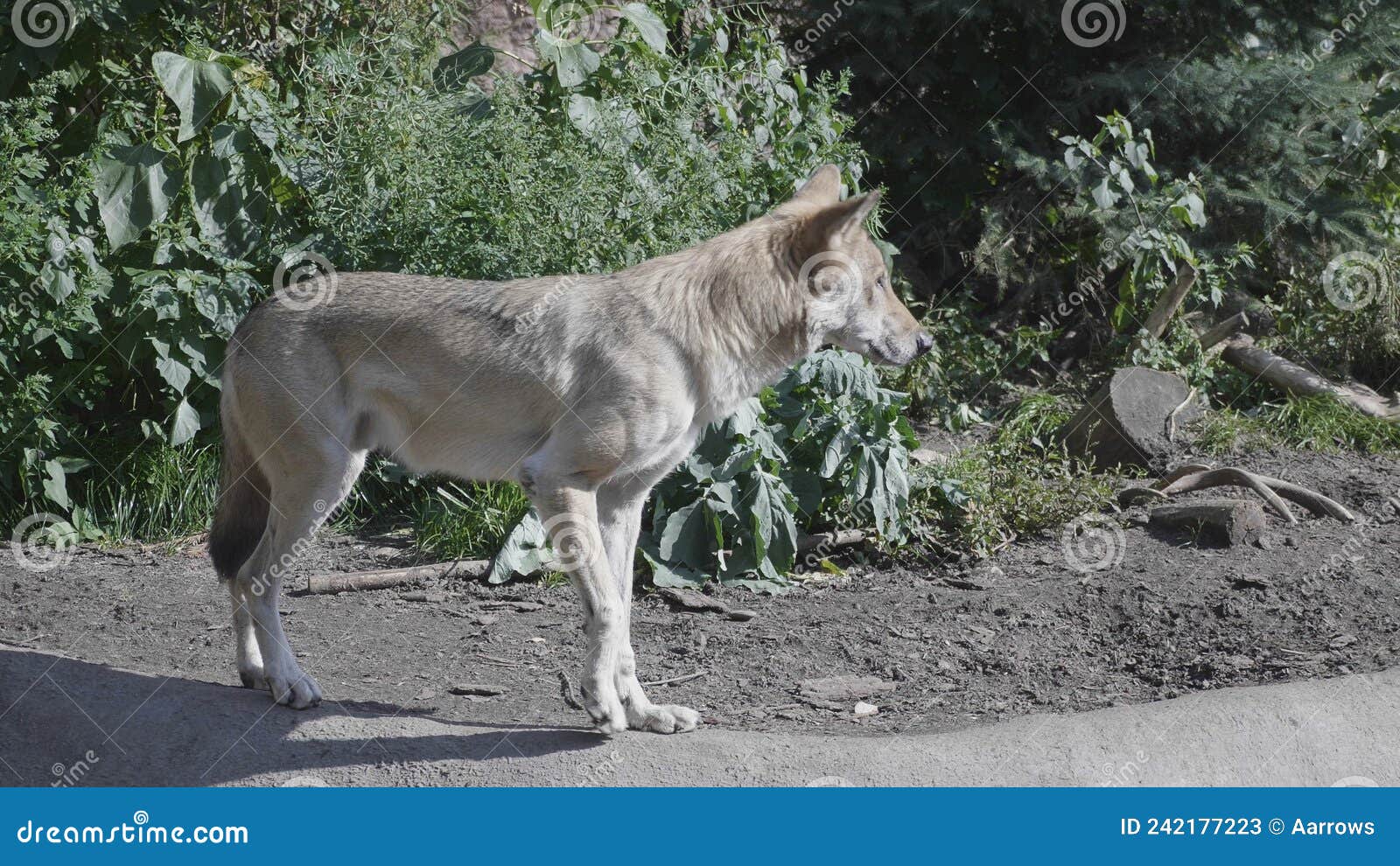 Wolf Running through the Forest in the Fall Stock Image - Image of ...