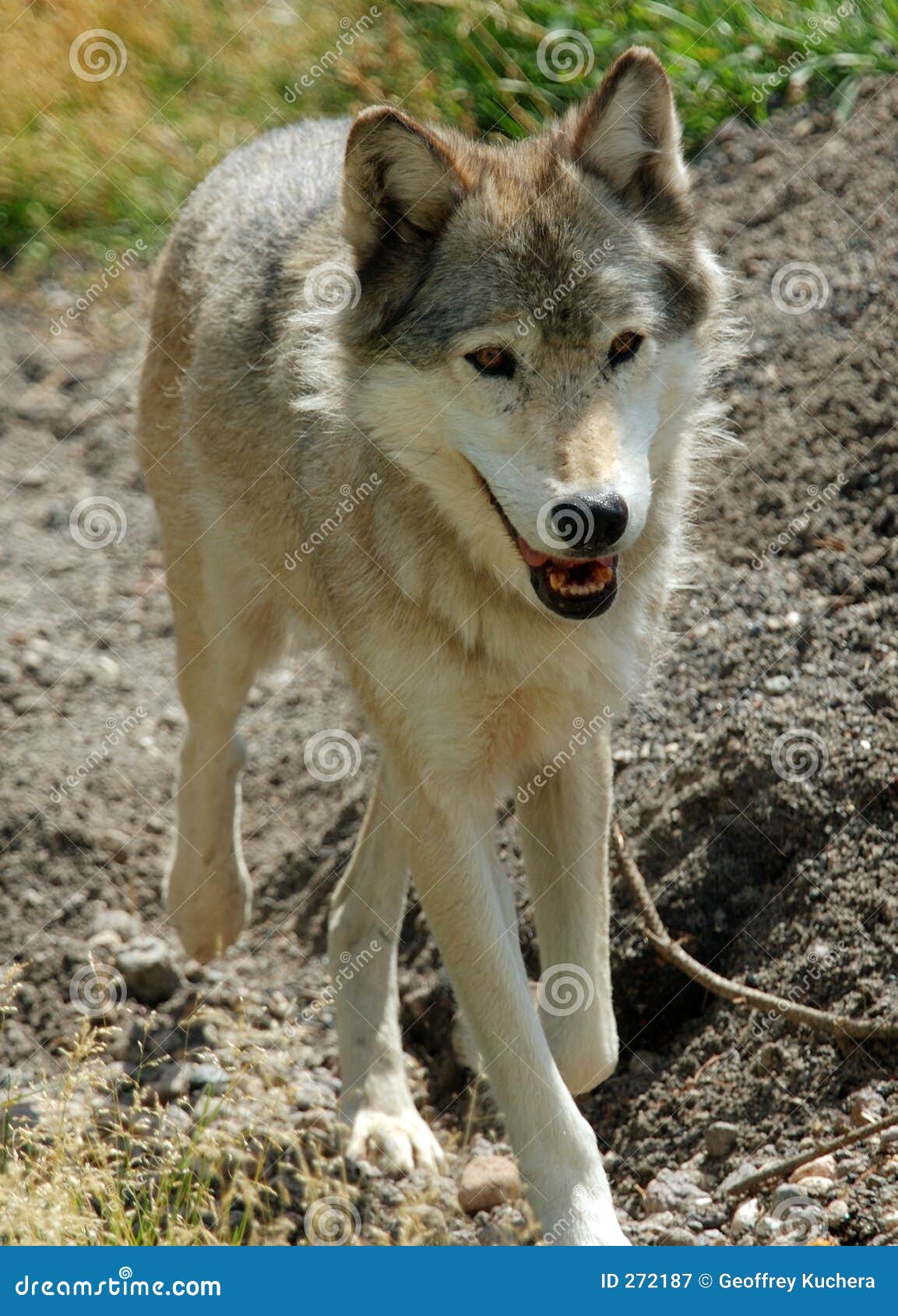 Wolf Running Towards Viewer Stock Image - Image of lupus, predator: 272187