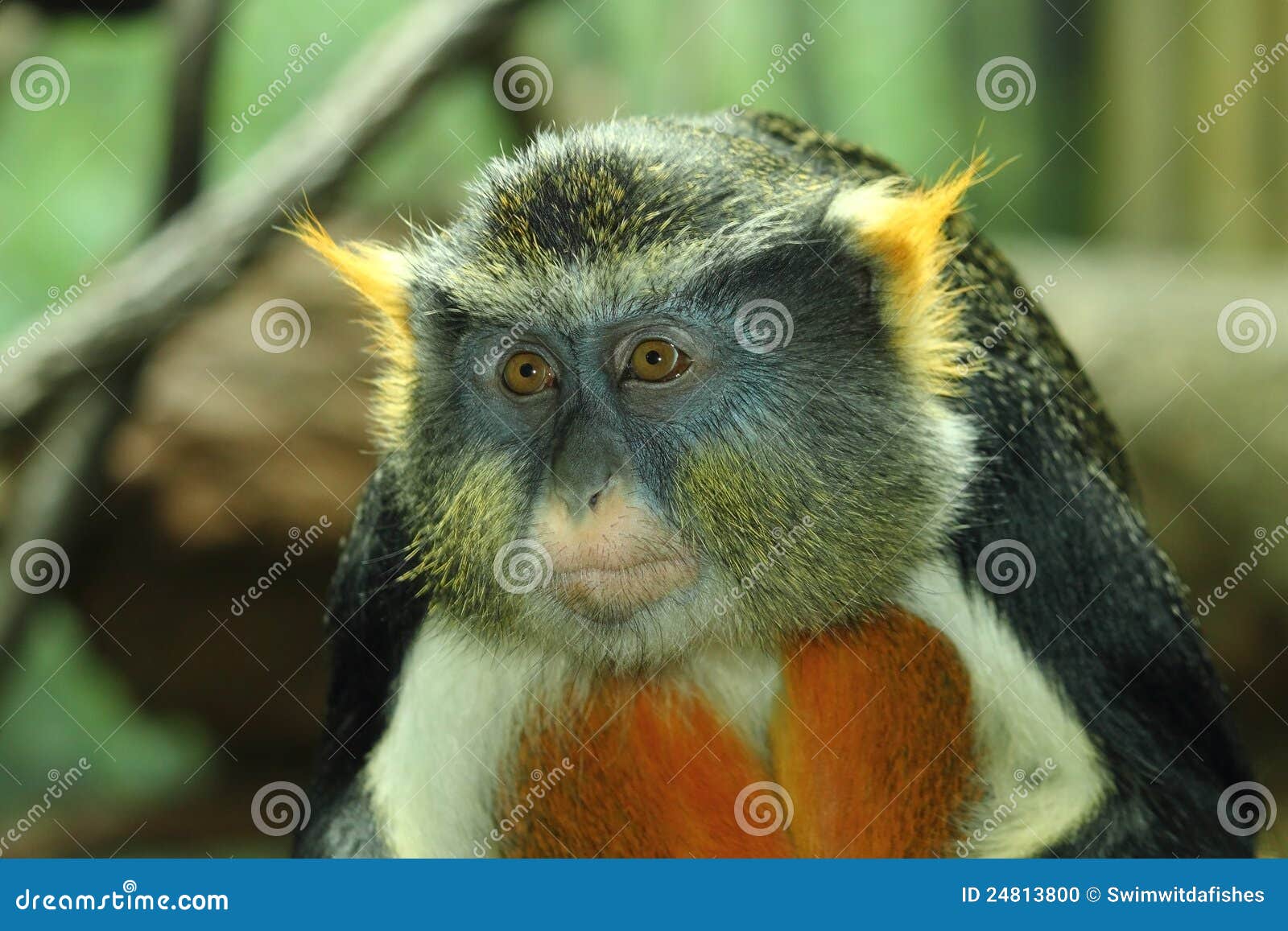 Wolf s Guenon Monkey stock photo. Image of primate, face - 24813800