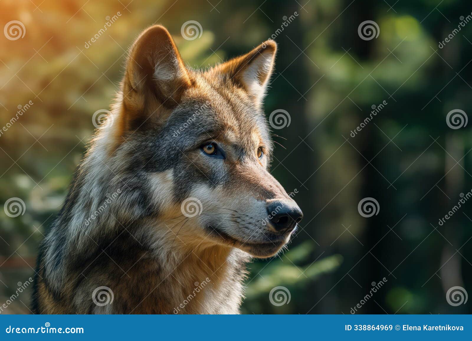 A Wolf S Head in Profile with a Forest Backdrop, Highlighting Its ...