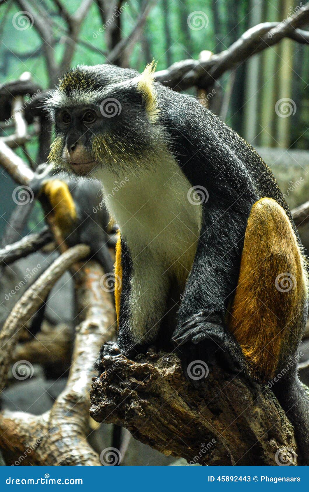 Wolf S Mona Monkey (Cercopithecus Wolfi) Stock Image - Image of congo ...