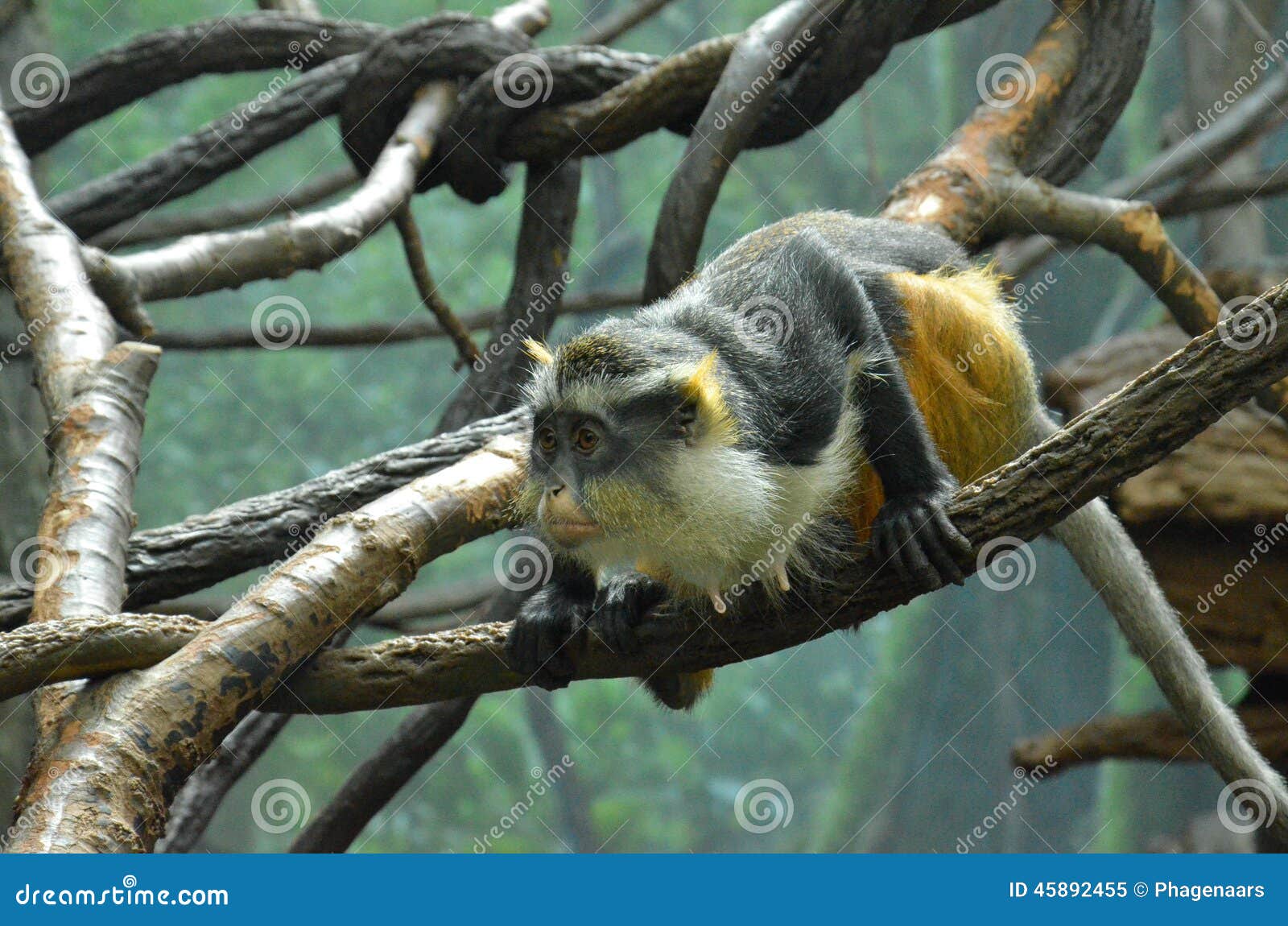Wolf S Mona Monkey (Cercopithecus Wolfi) Stock Image - Image of wolf ...