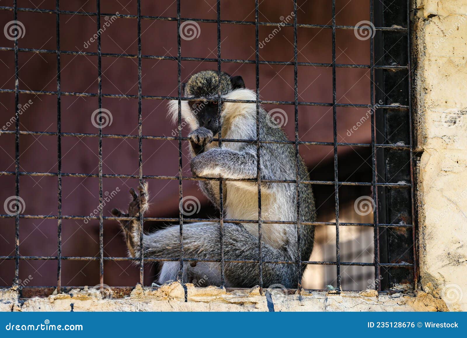 Wolf& X27;s Mona Monkey & X28;Cercopithecus Wolfi& X29; in a Zoo Stock ...