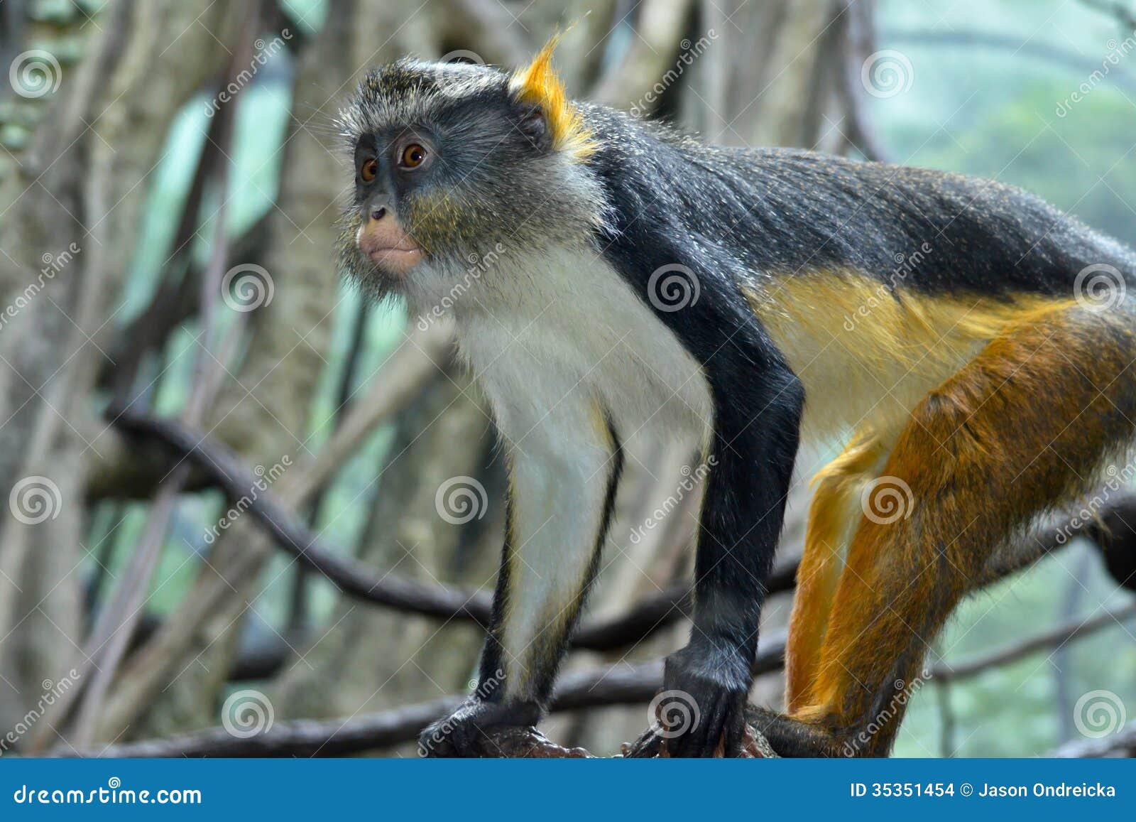 Mona Monkey (Cercopithecus Mona) In A Tree. Royalty-Free Stock Image ...