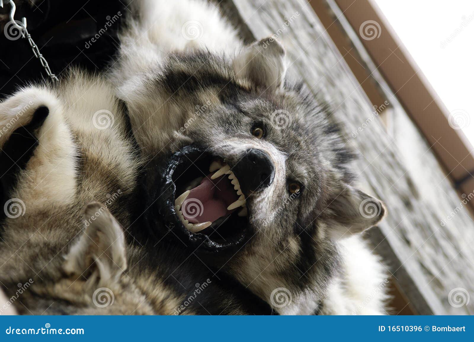 Wolf s skin stock photo. Image of danger, brown, nature - 16510396