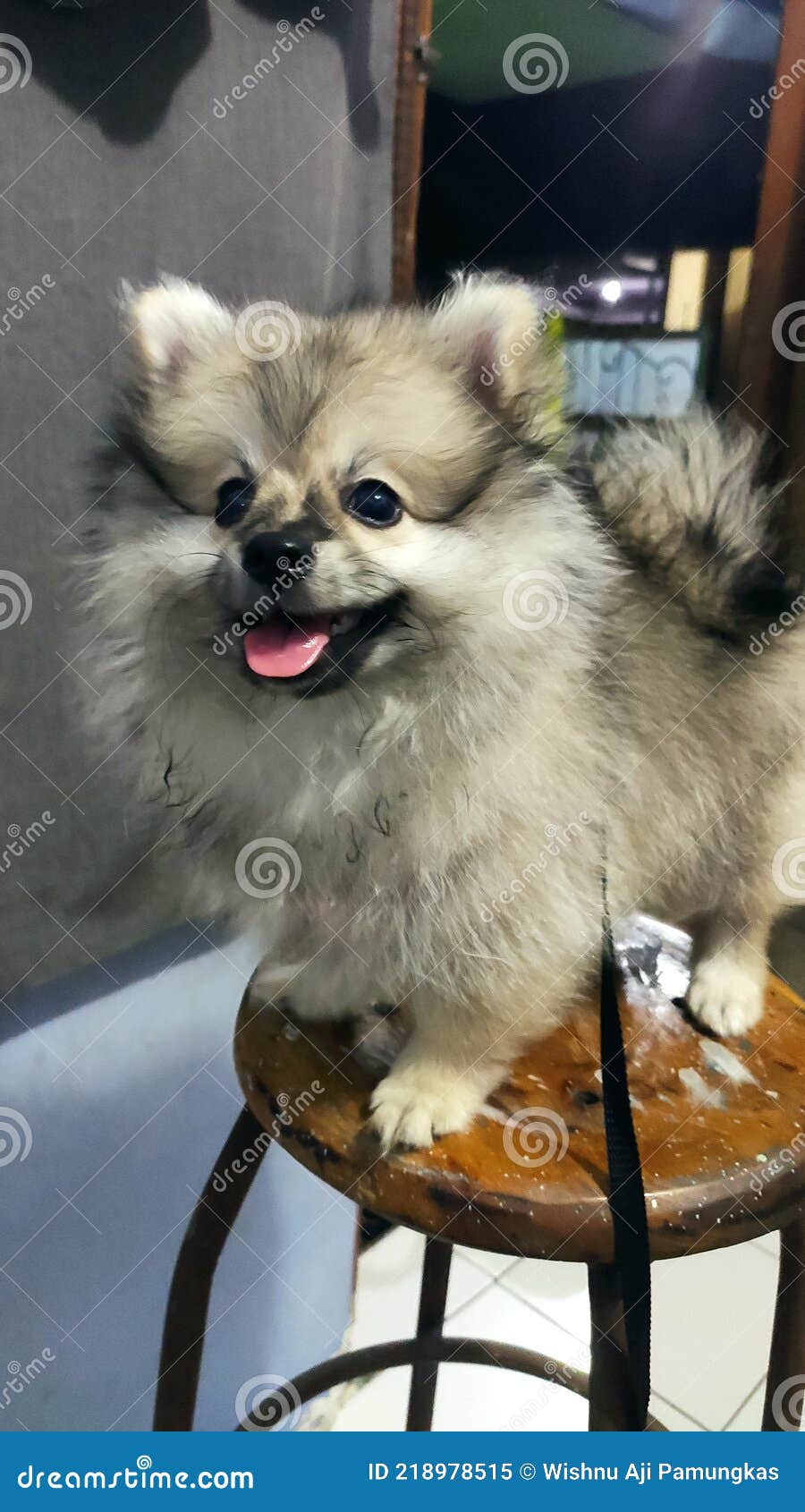 Wolf Sable Pomeranian Cute Puppy Stock Image - Image of cute, sable ...