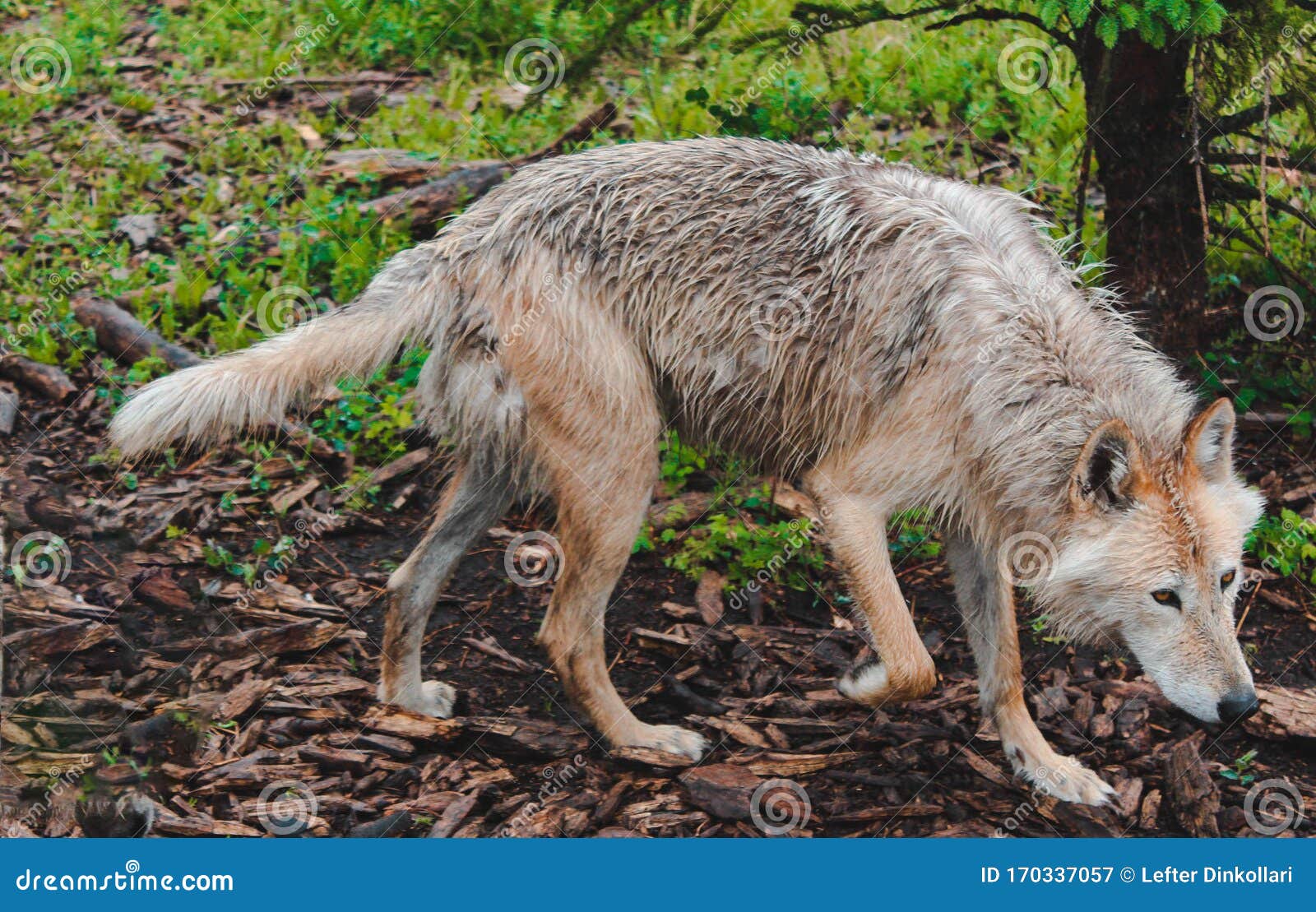 Wolf Sanctuary in Canada during a Rainy Day Stock Image - Image of ...