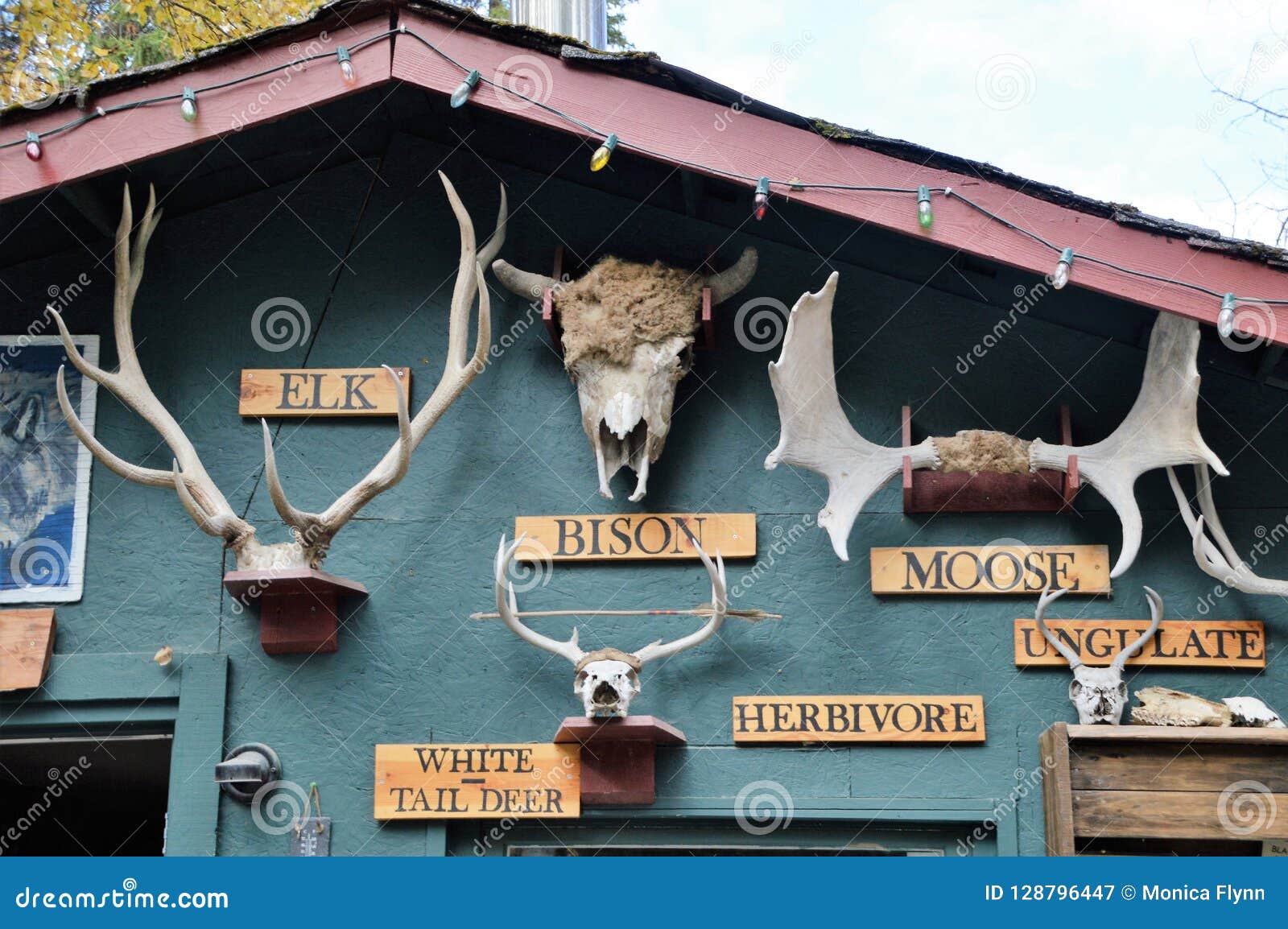 Wolf Sanctuary of Golden, Canada Stock Image - Image of showing, fall ...