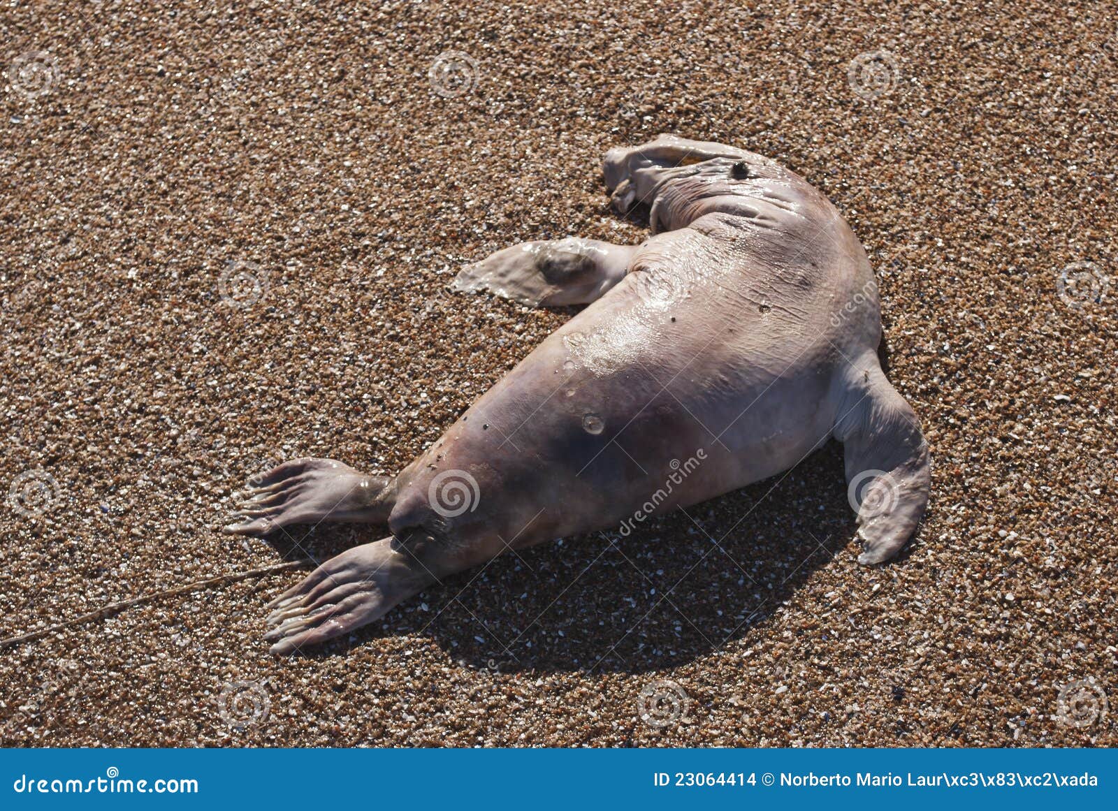 Wolf of sea stock photo. Image of mammal, accident, dead - 23064414