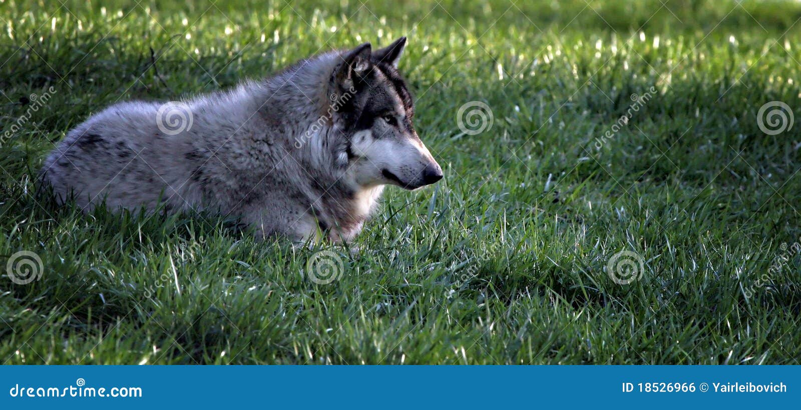 Wolf seating on the grass stock photo. Image of wolf - 18526966