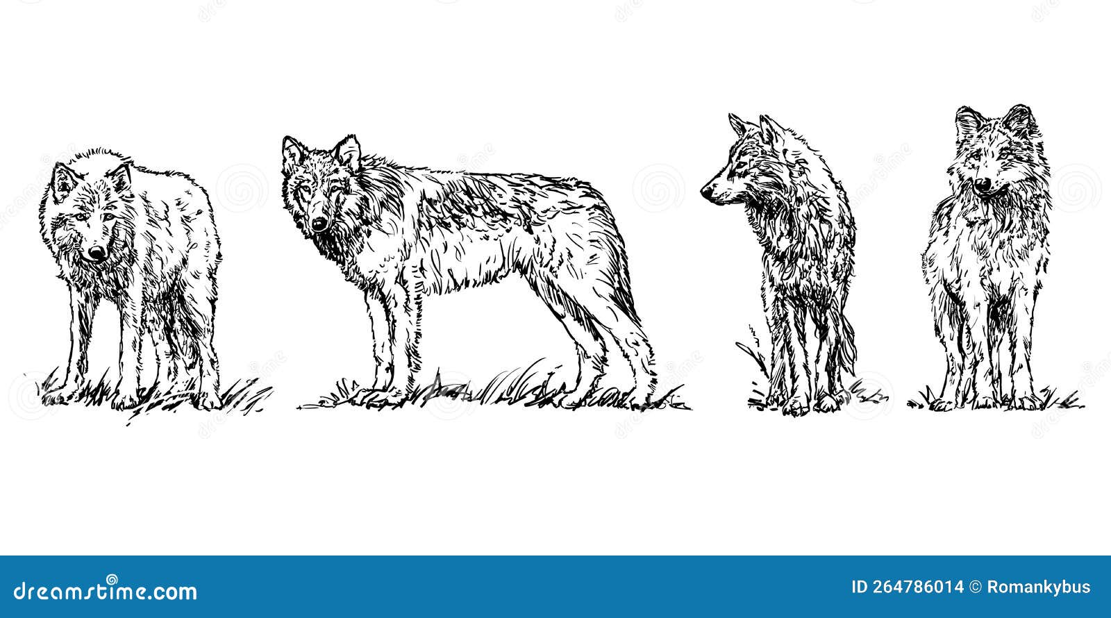Wolf - Set of Wolves, Hand Drawn Black and White Vector Illustrations ...