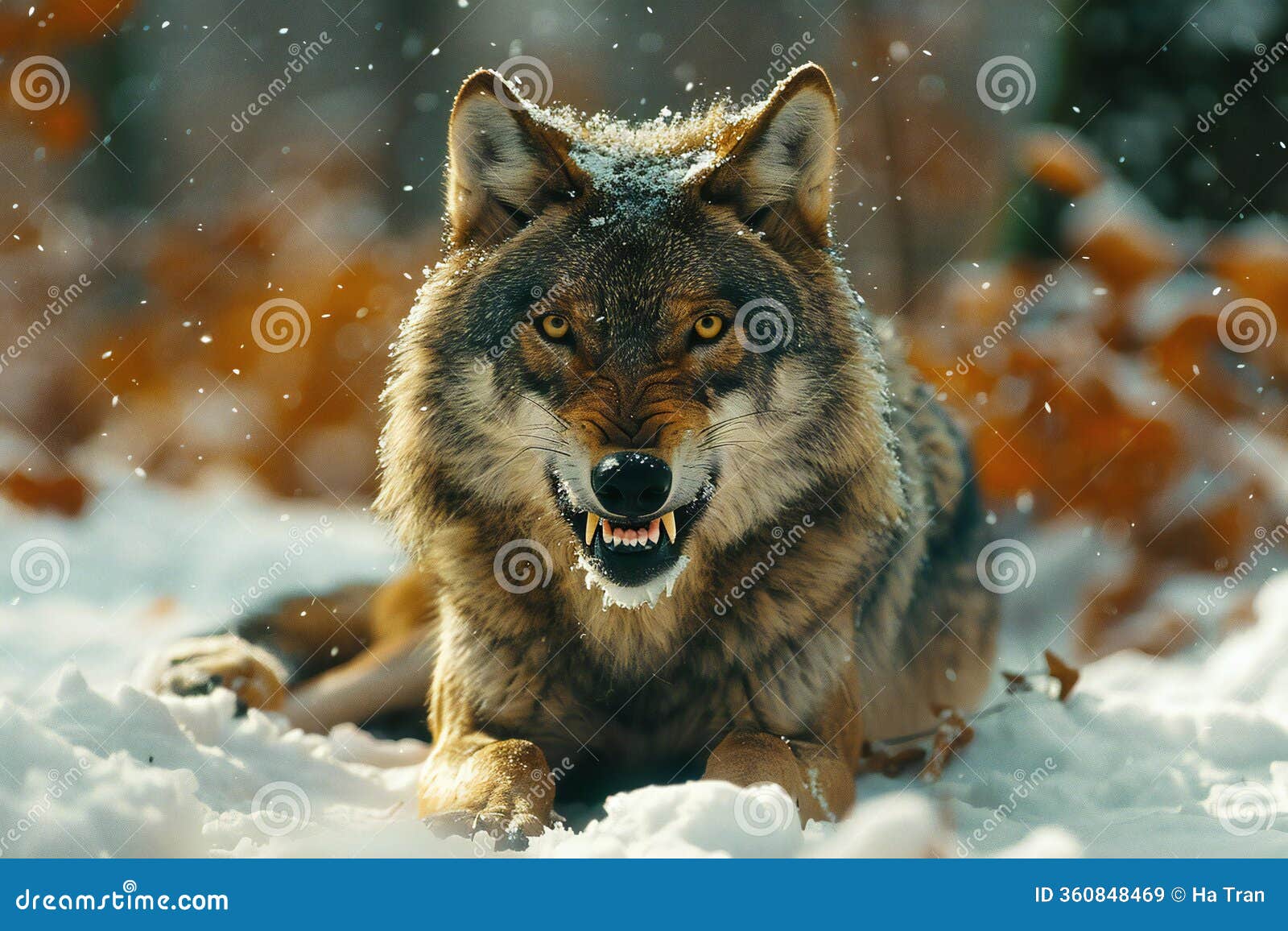 A Wolf with Sharp Teeth is Lying Down in the Snow Stock Illustration ...
