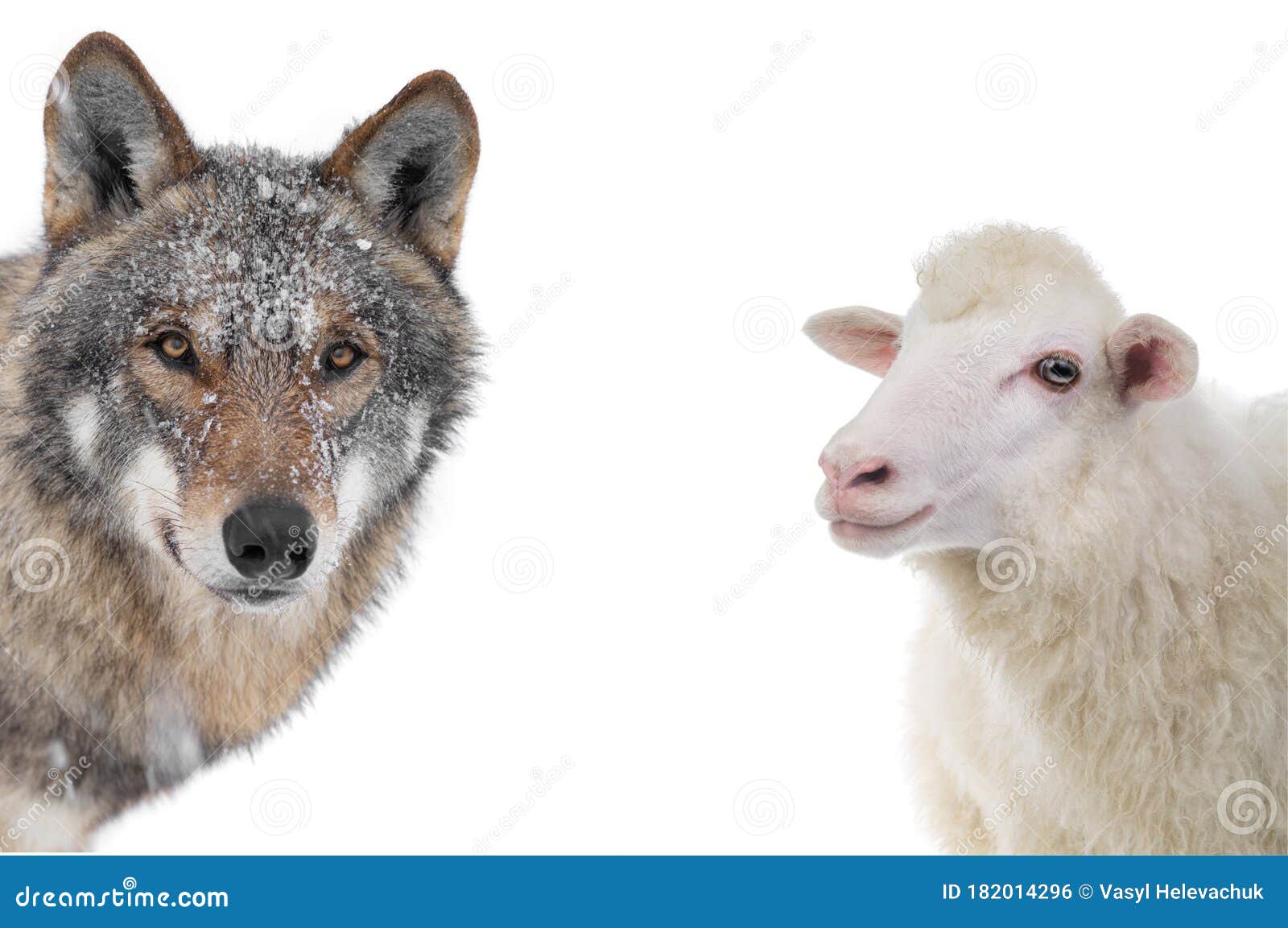 Wolf Attacking Sheep