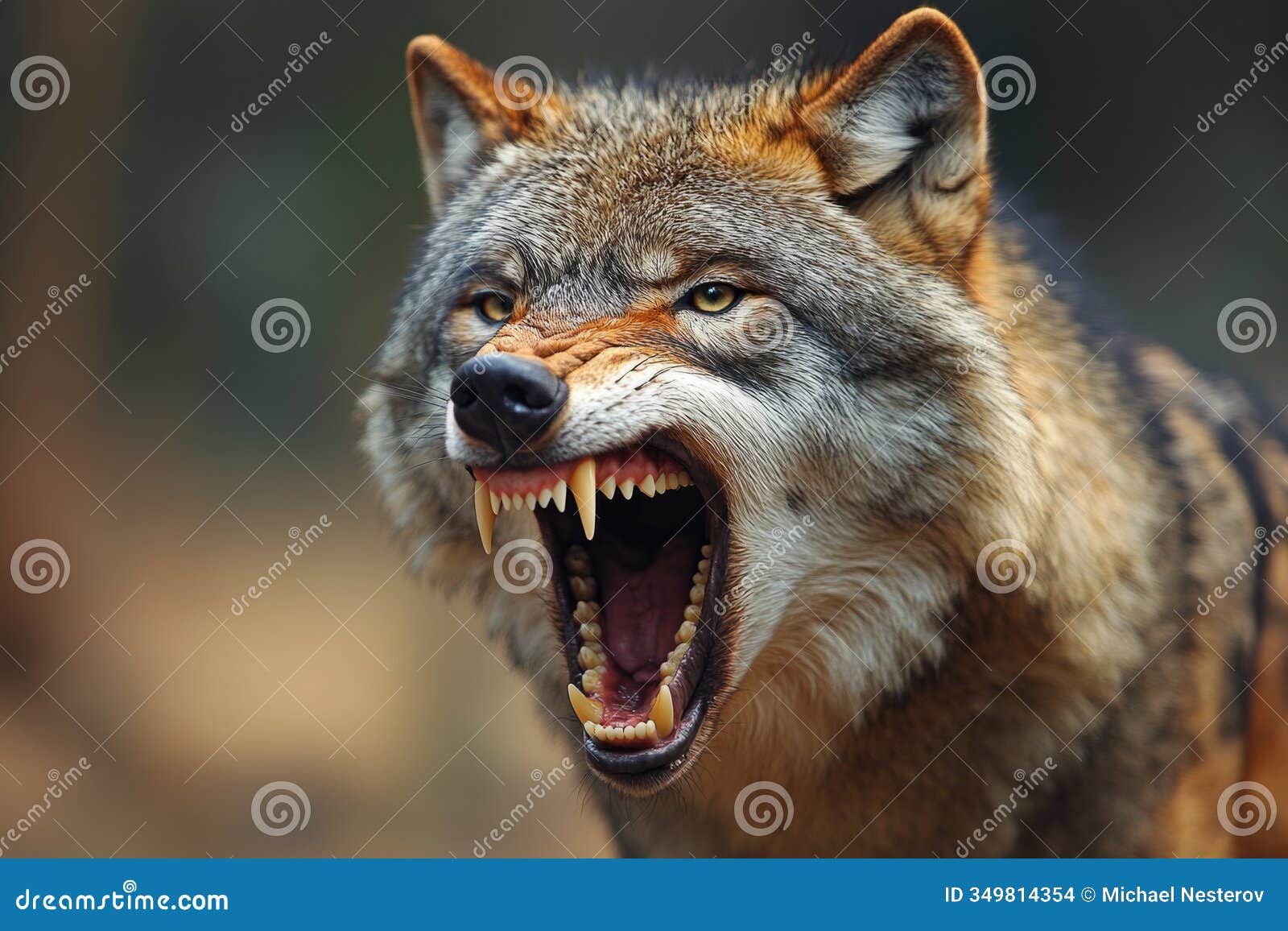 Wolf Showing Teeth Snarling in Forest Stock Photo - Image of grey ...