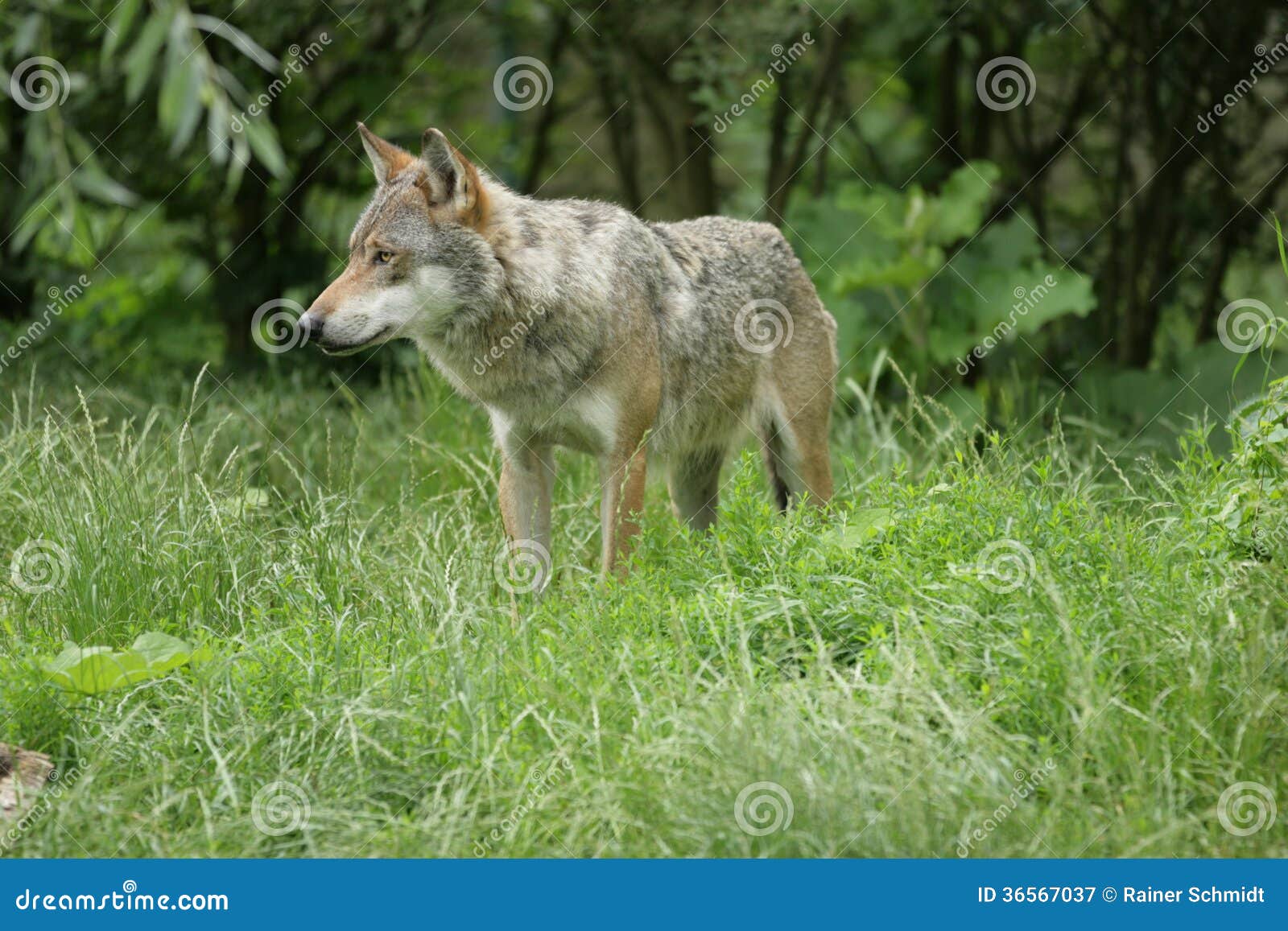 Wolf stock image. Image of fauna, canini, canis, lupus - 36567037