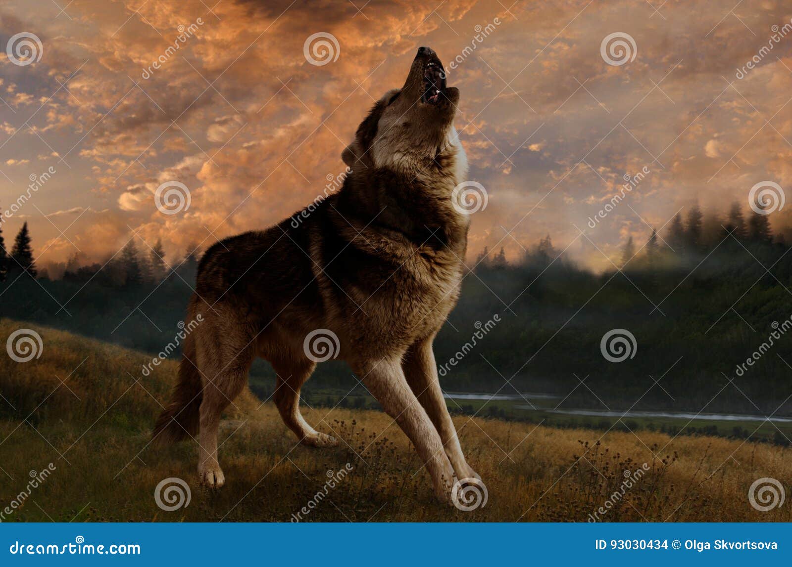 Brown Wolf Howling