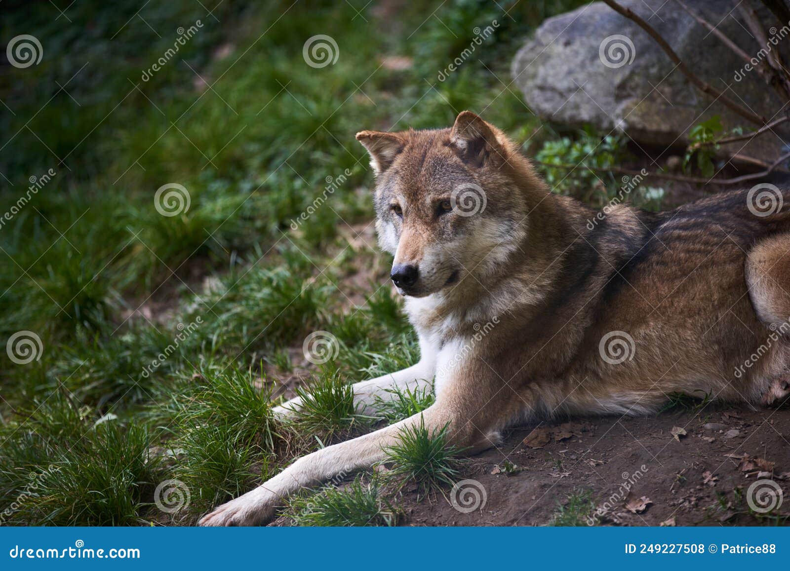 Wolf Sitting on Elevated Rock in Forest Looking at Surrounding Area ...
