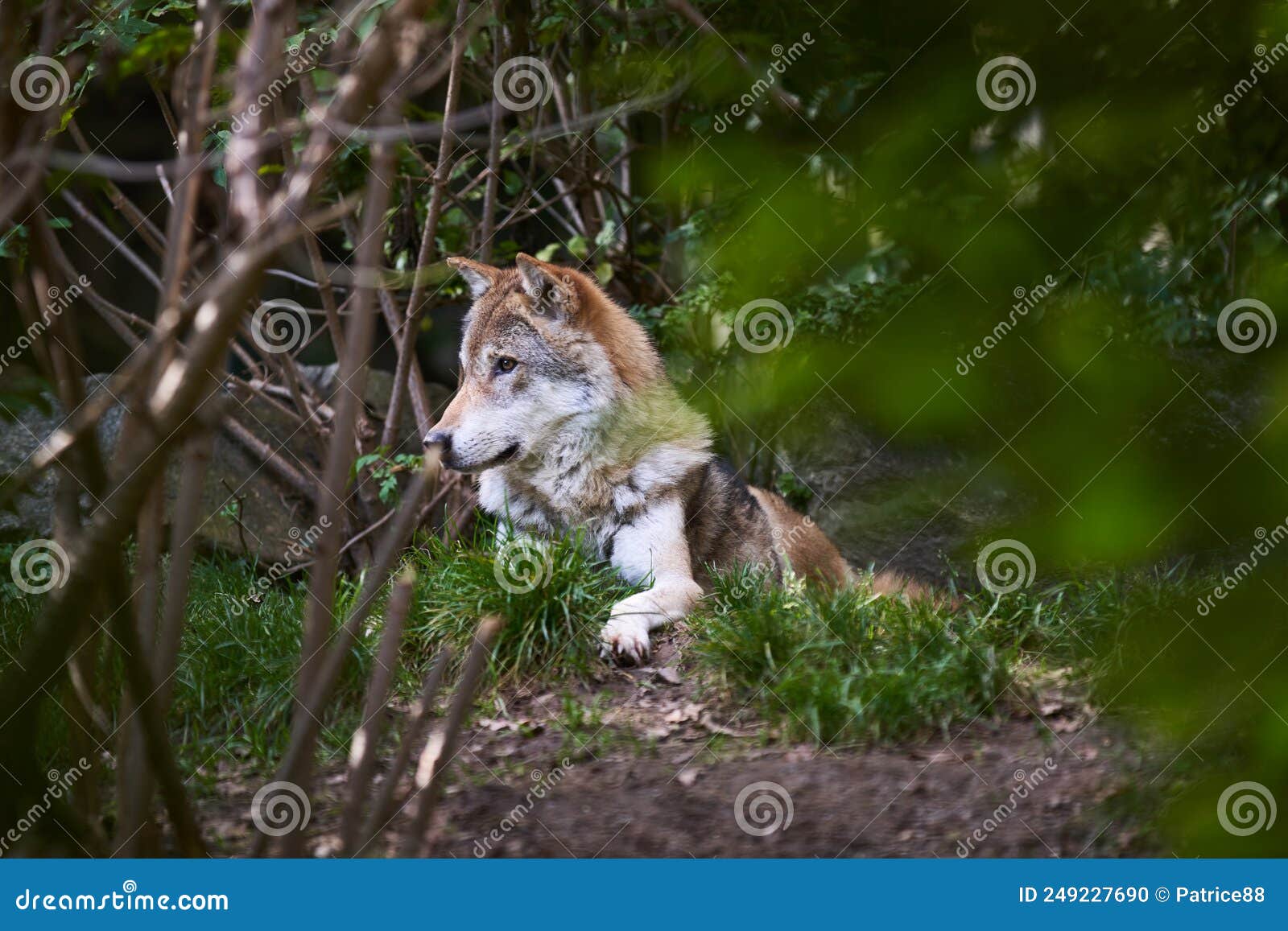 Wolf Sitting on Elevated Rock in Forest Looking at Surrounding Area ...