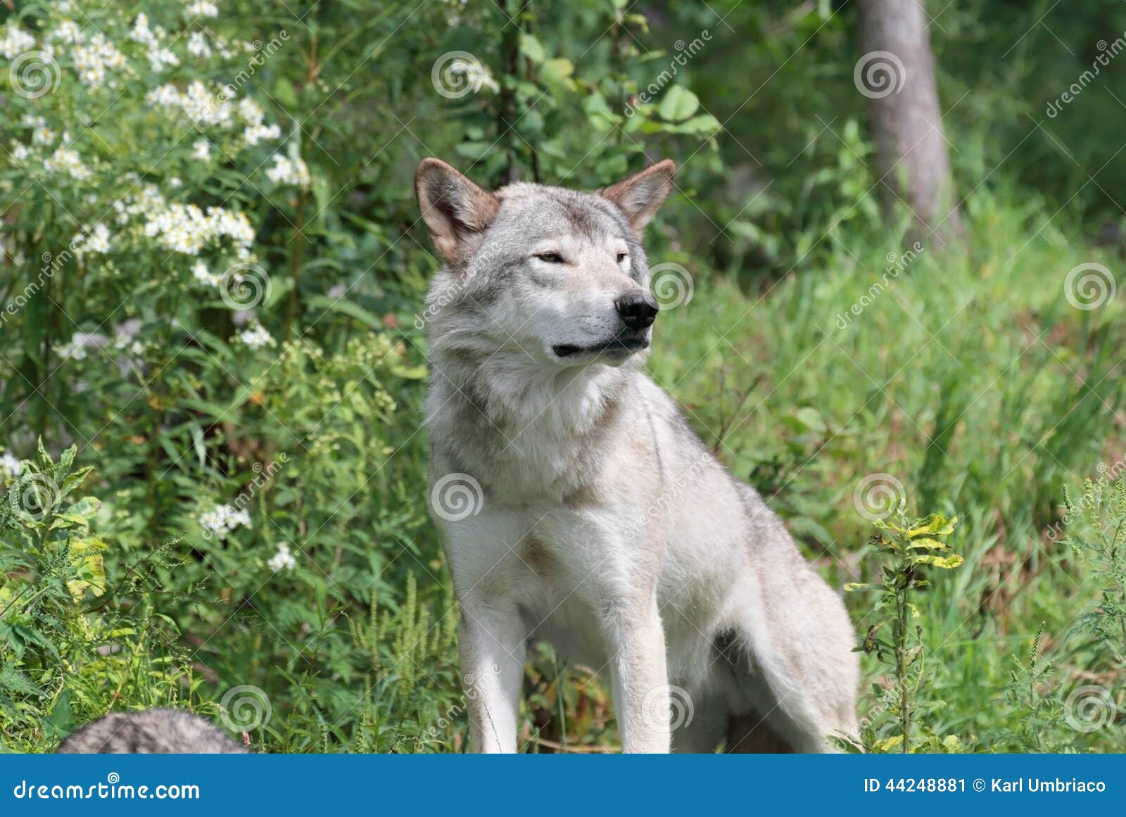 Wolf sitting in nature stock image. Image of wolf, gray - 44248881