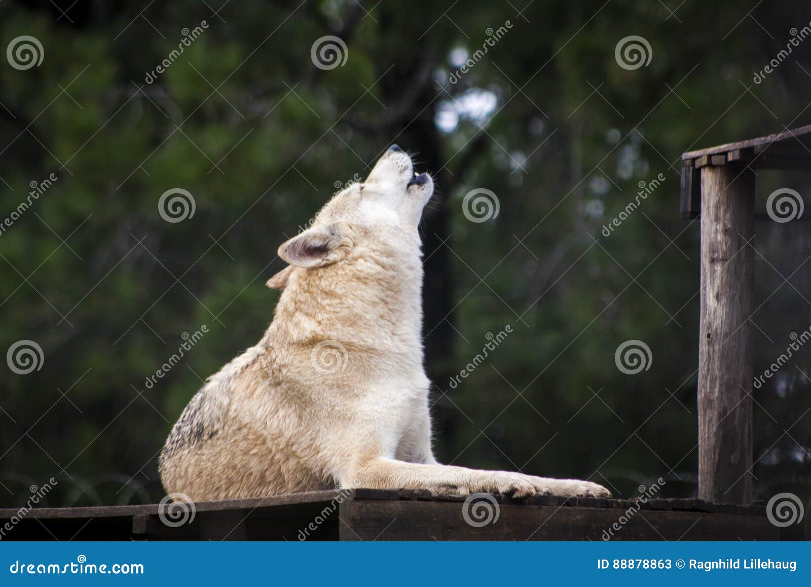 Wolf Sitting And Howling