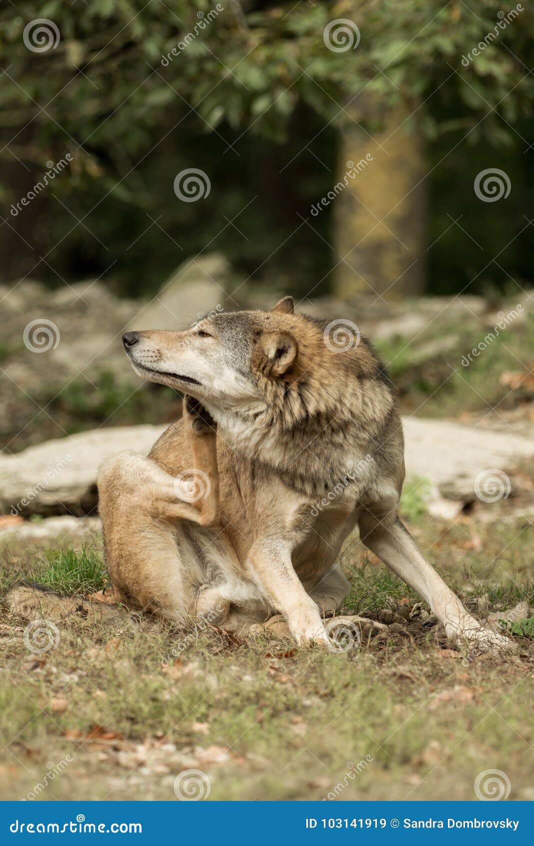 A wolf is sitting stock image. Image of camera, canine - 103141919