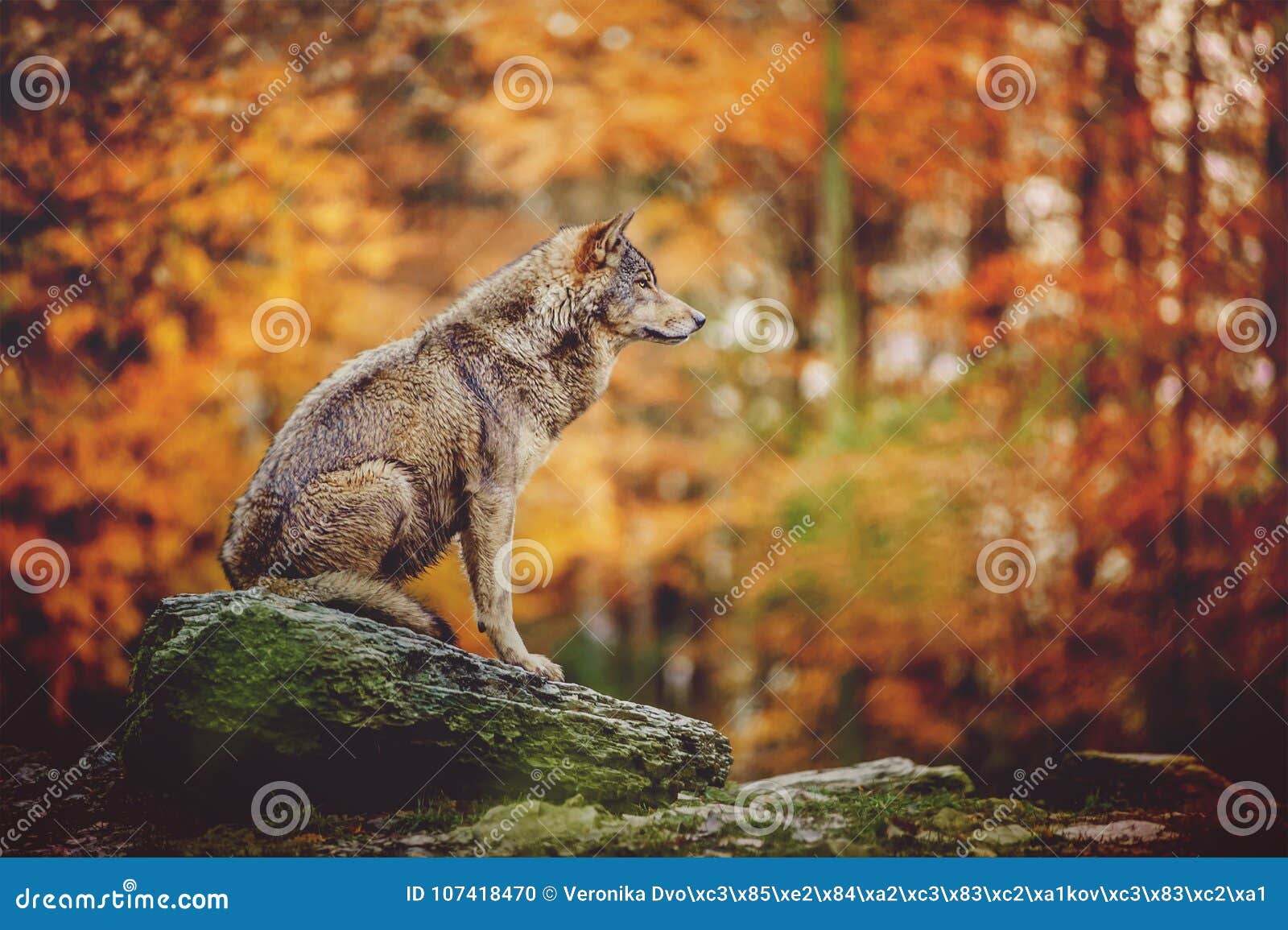 5,587 Wolf Sitting Photos - Free & Royalty-Free Stock Photos from ...