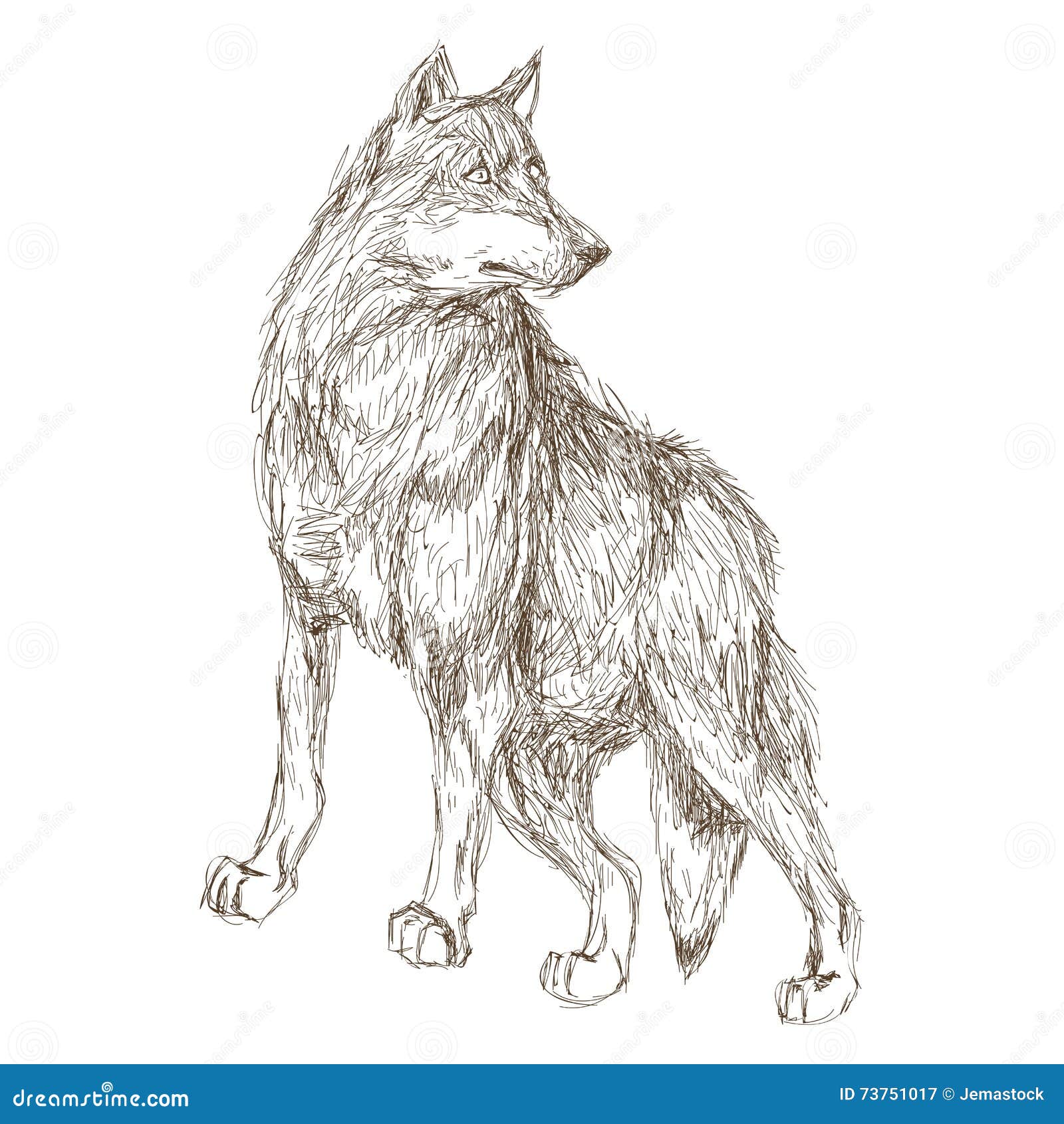 Wolf Front View Sketch
