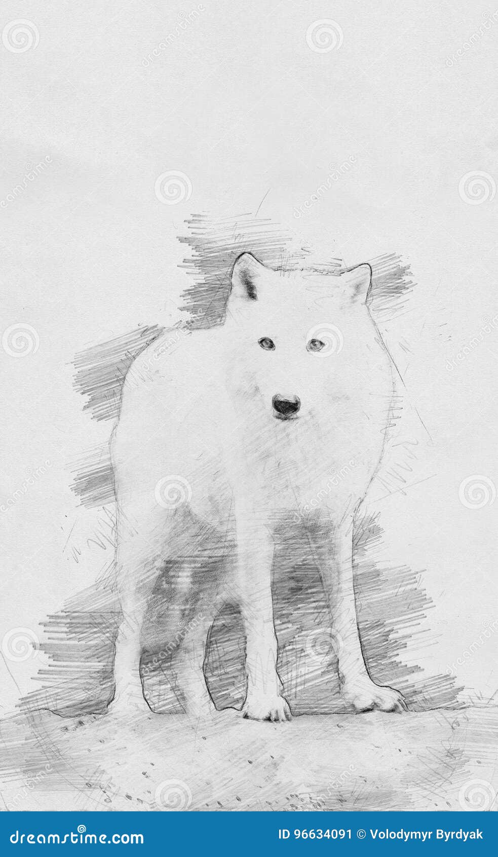 Wolf. Sketch with pencil stock illustration. Illustration of canis ...