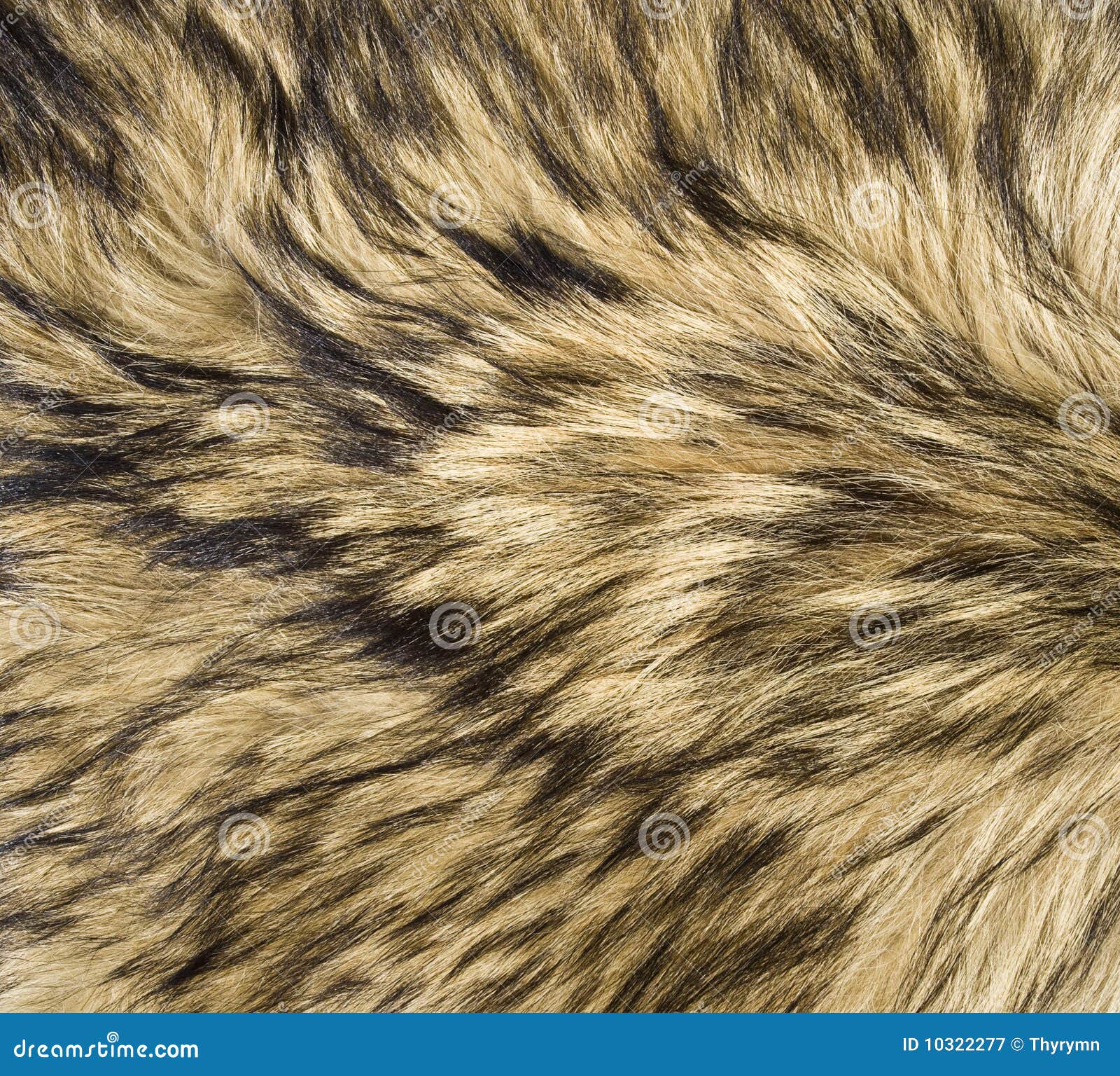 Wolf Skin stock image. Image of grey, wolf, hair, gray - 10322277