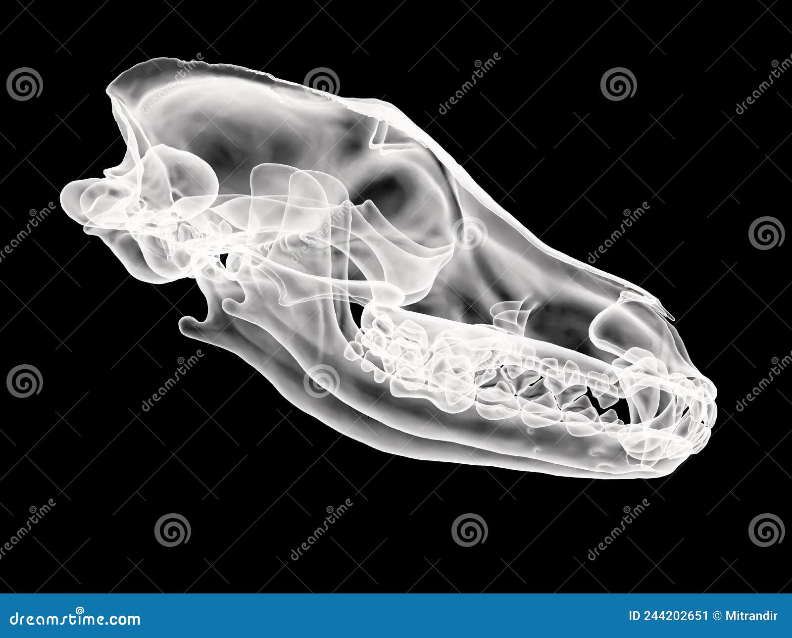 Wolf Skull - White X-Ray Side View Stock Illustration - Illustration of ...