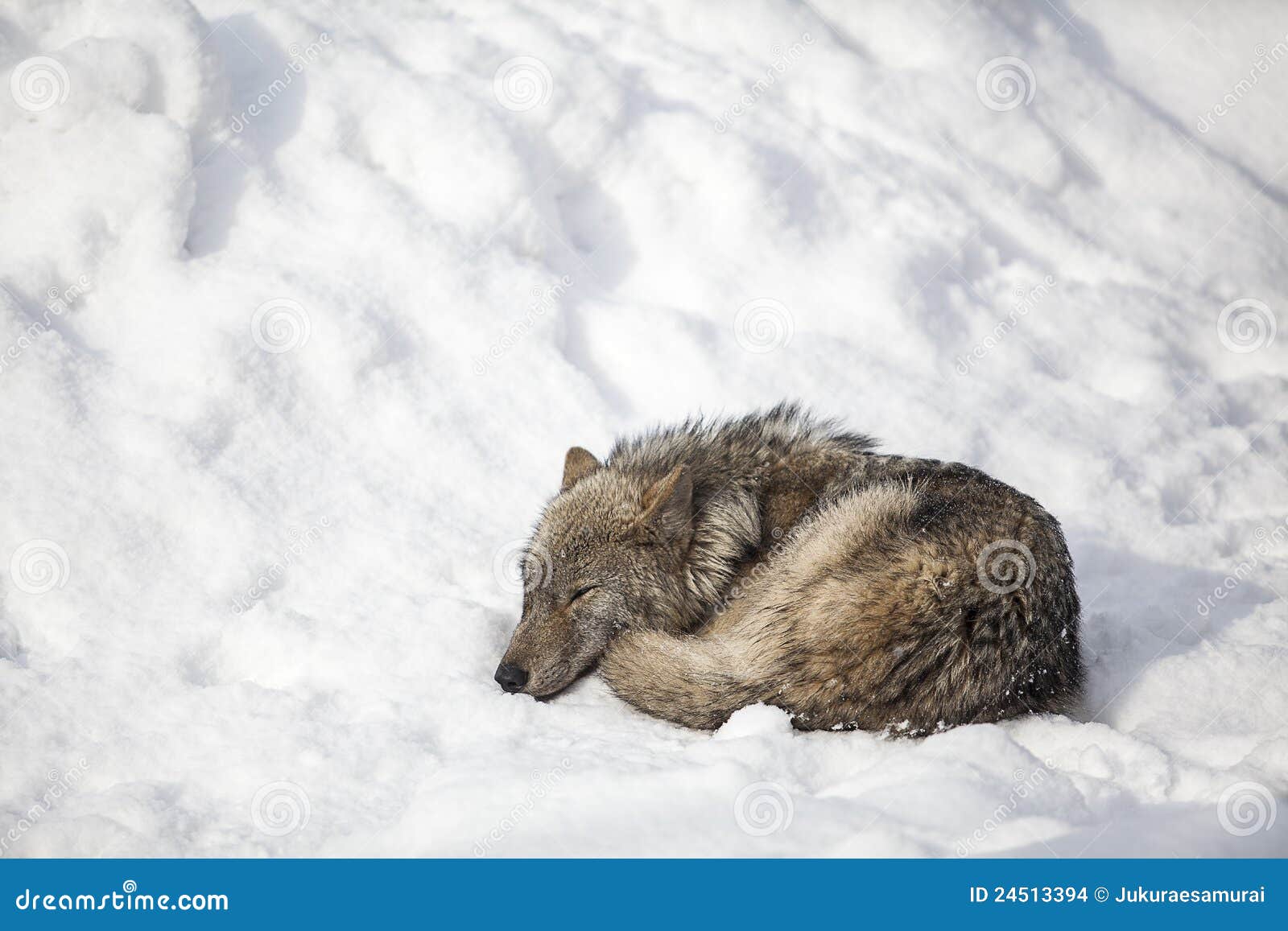 Wolf sleep stock photo. Image of azahikawa, frost, animal - 24513394