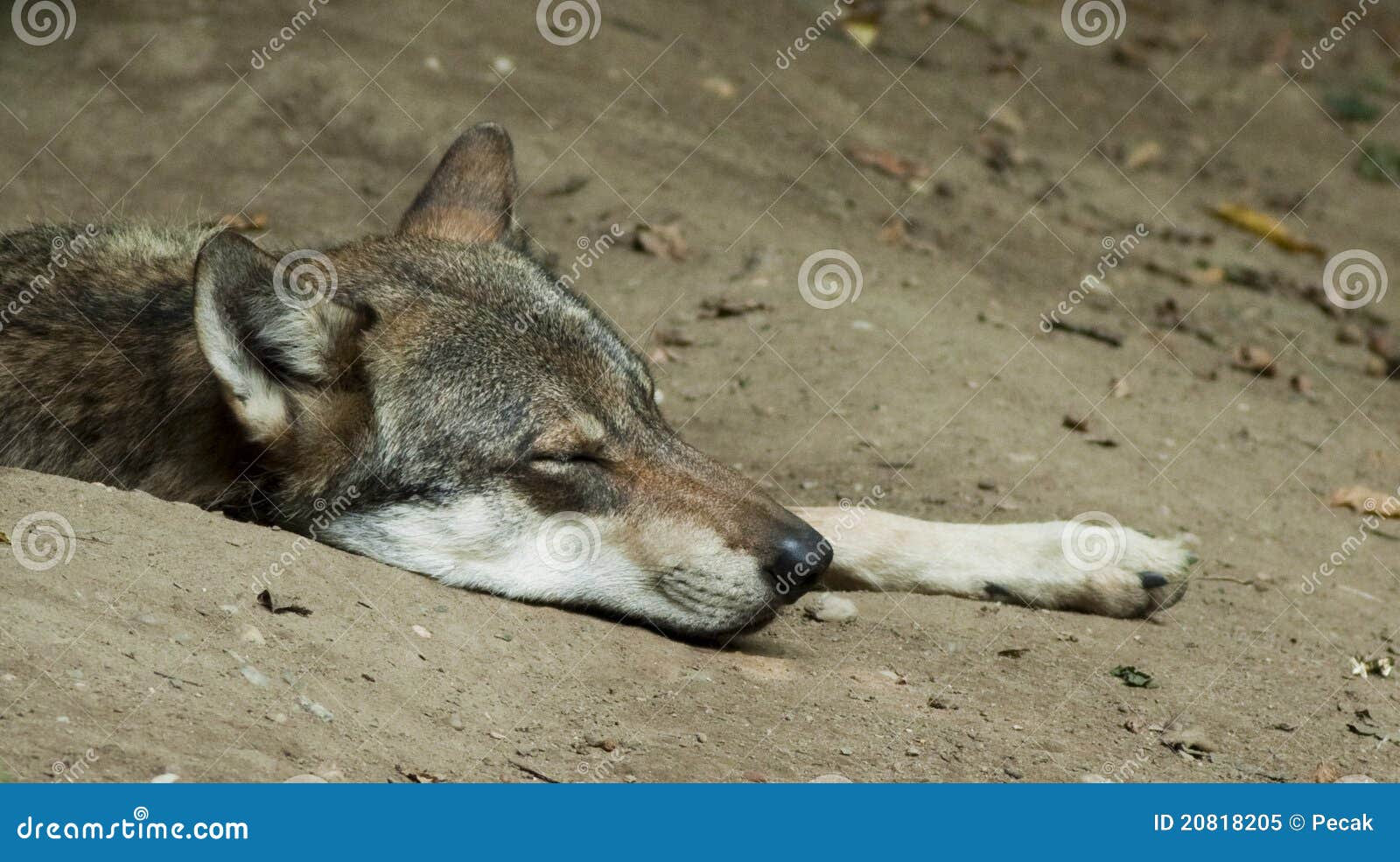 Wolf sleeping stock image. Image of park, outdoors, large - 20818205