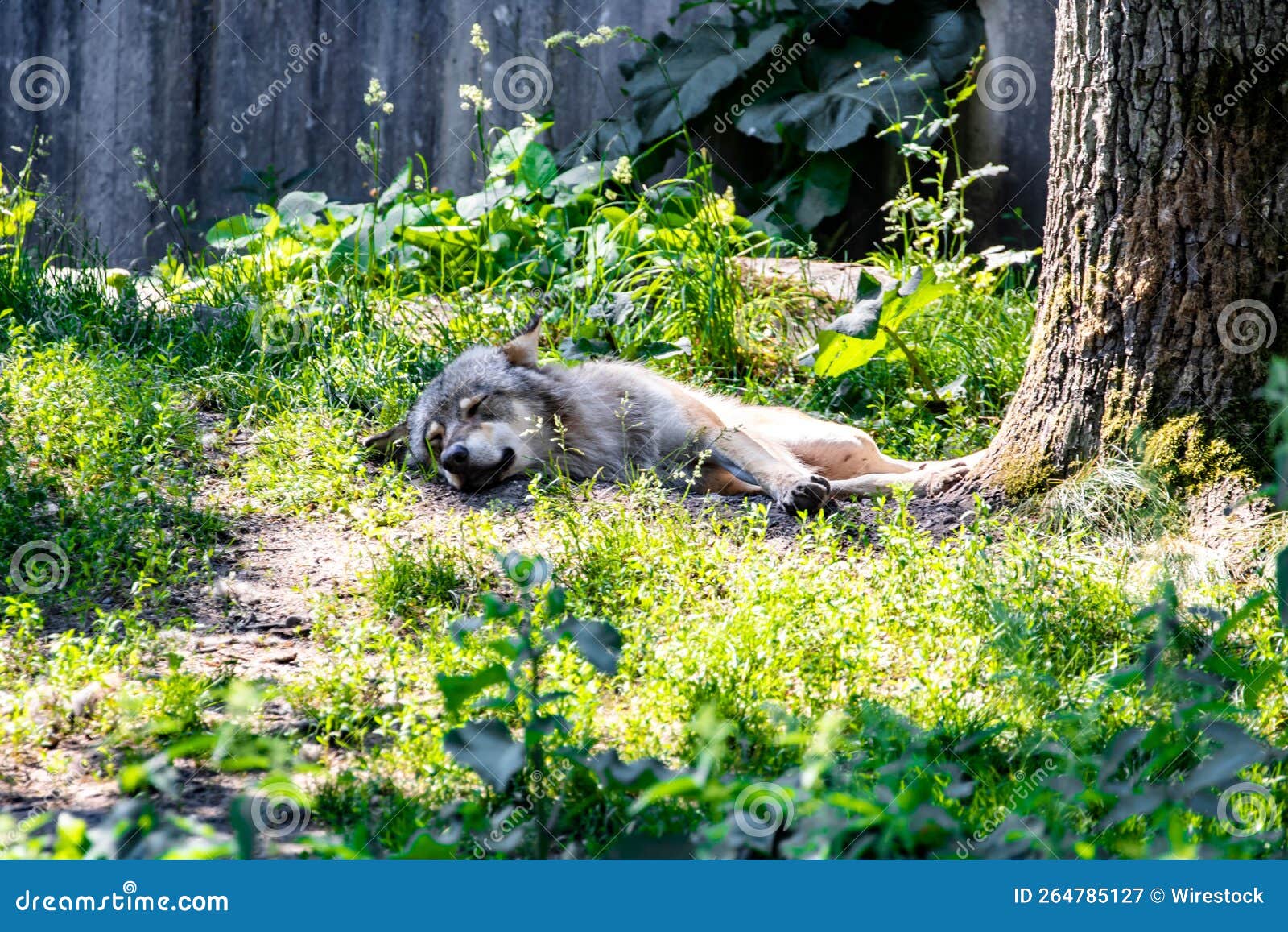 Wolf Sleeping on a Grasses in the Woods on a Sunny Day Stock Image ...