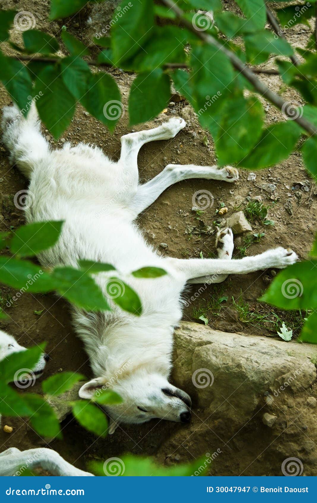 Wolf sleeping stock image. Image of adult, resting, dirt - 30047947