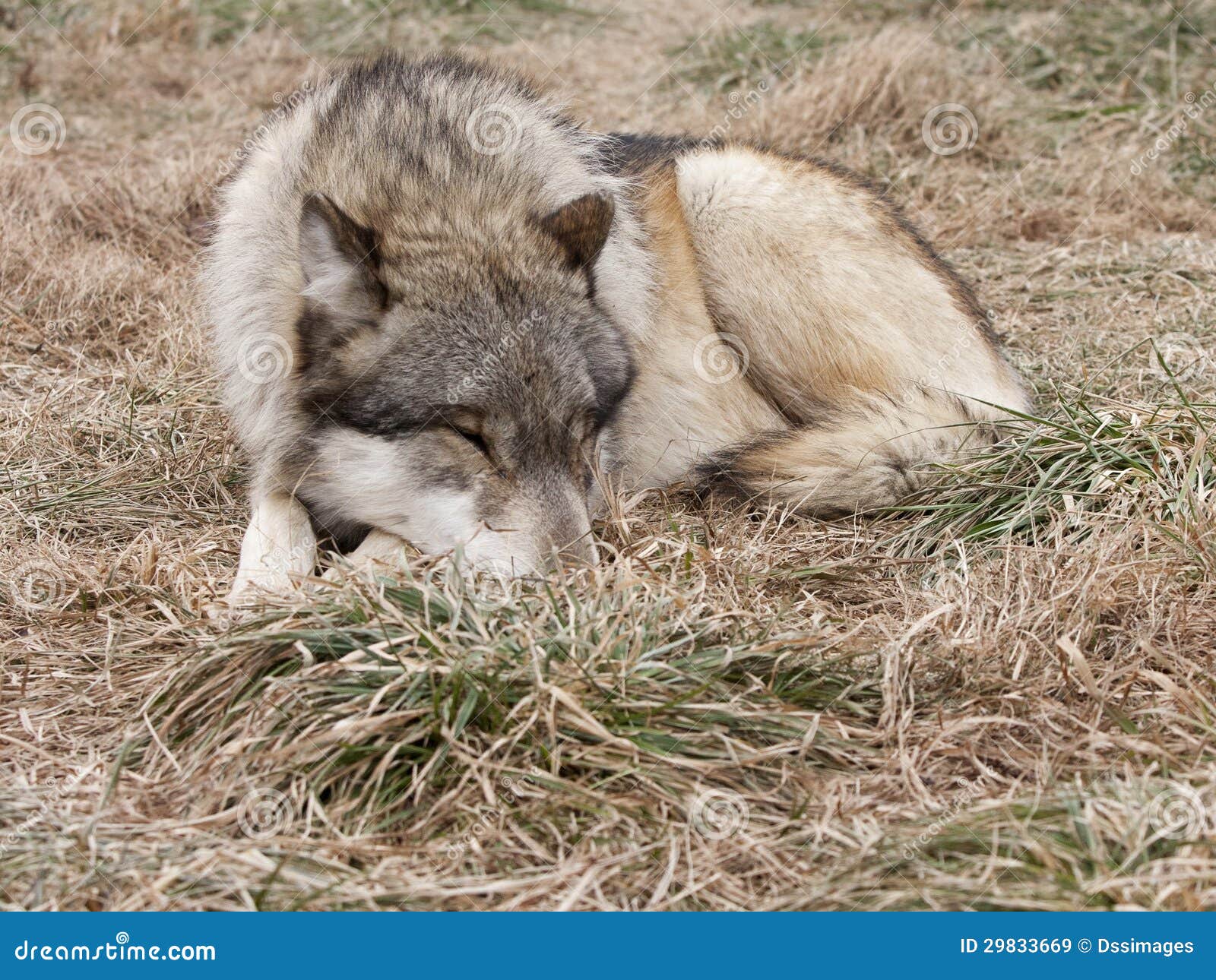 Sleeping Wolf stock image. Image of carnivore, natural - 29833669