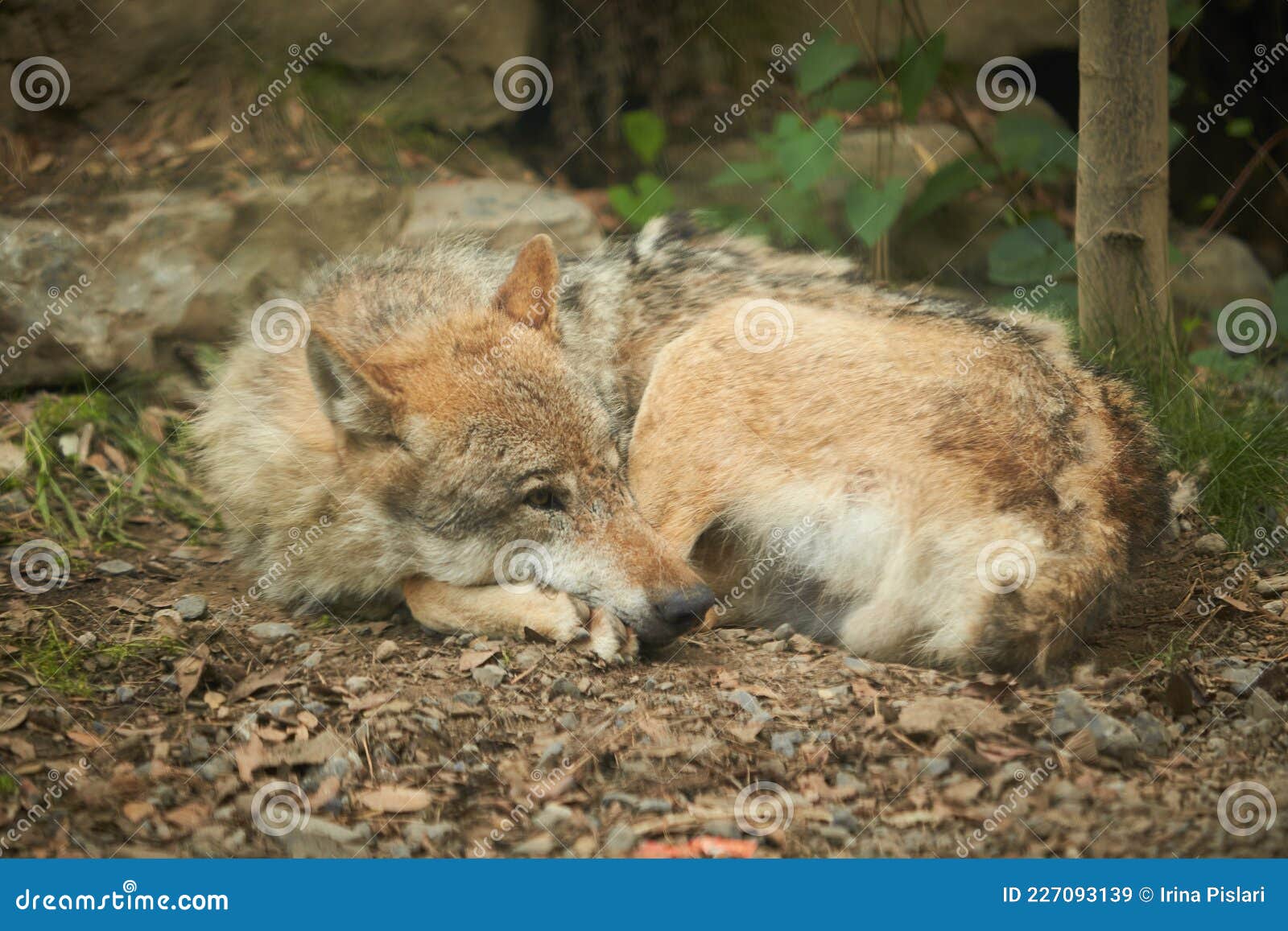 The Wolf Sleeps Under a Tree in a Hole in the Forest of Zoo Stock Image ...