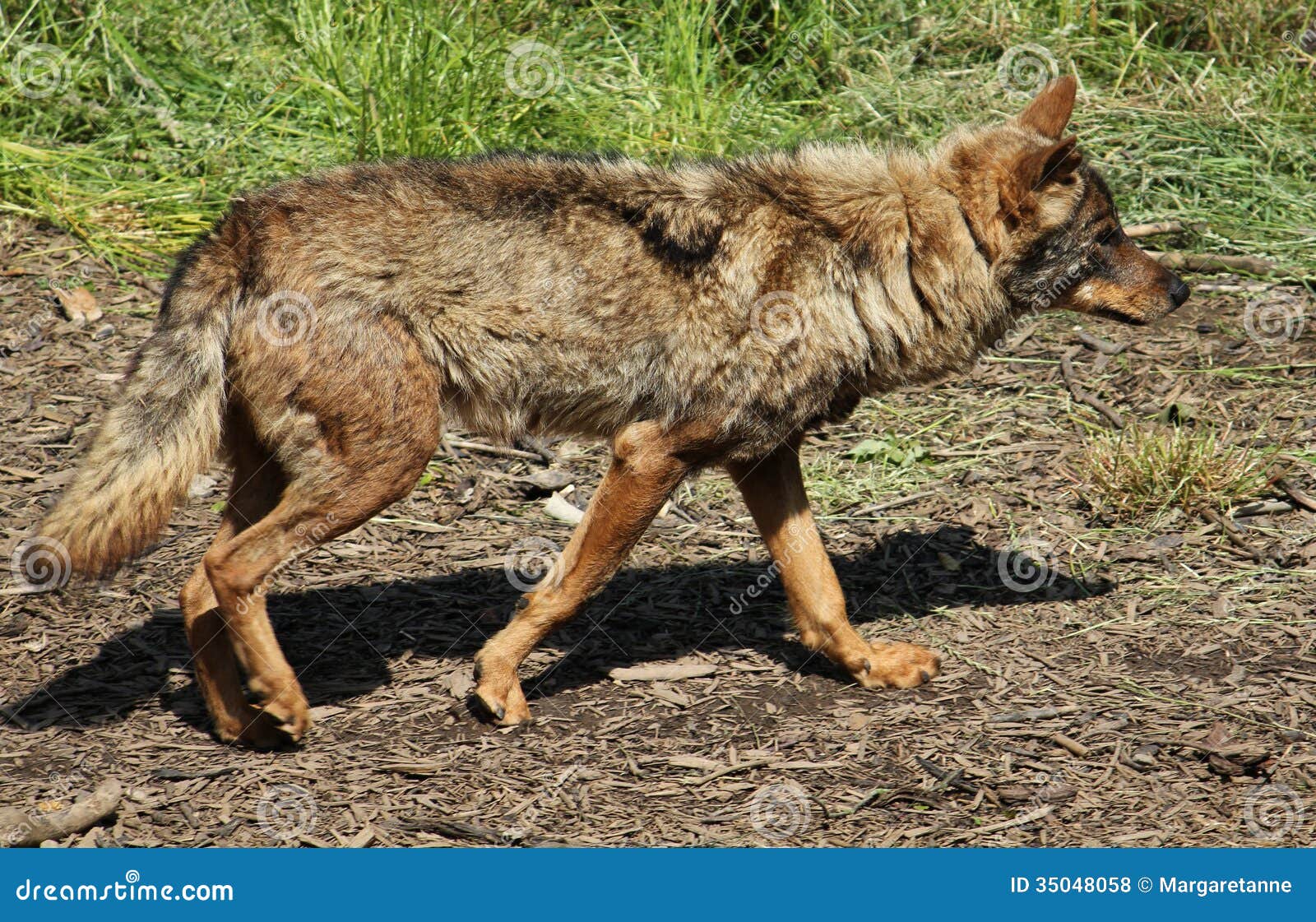Wolf with Slight Motion Movement Stock Photo - Image of carnivore, wolf ...