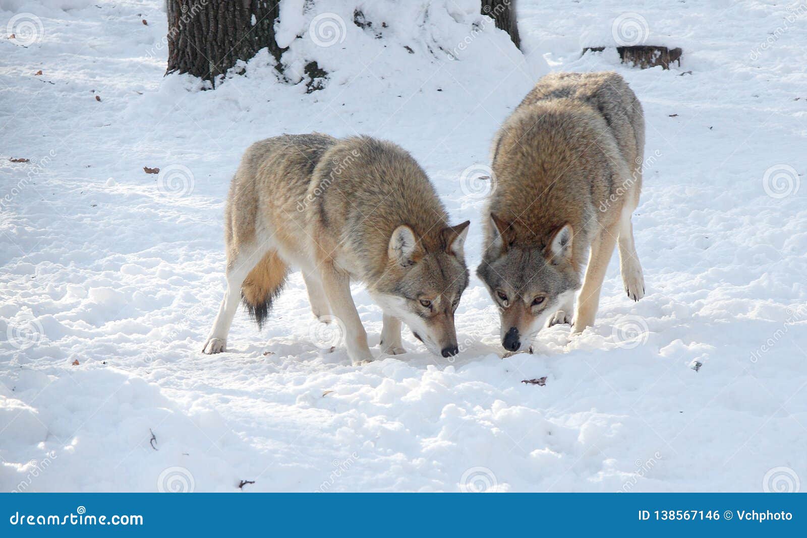 Two Wolves in the Winter in the Forest Stock Photo - Image of beauty ...