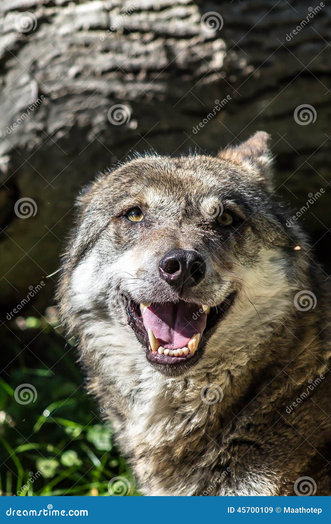 Wolf Smile stockbild. Bild von zähne, wildnis, farbe - 45700109