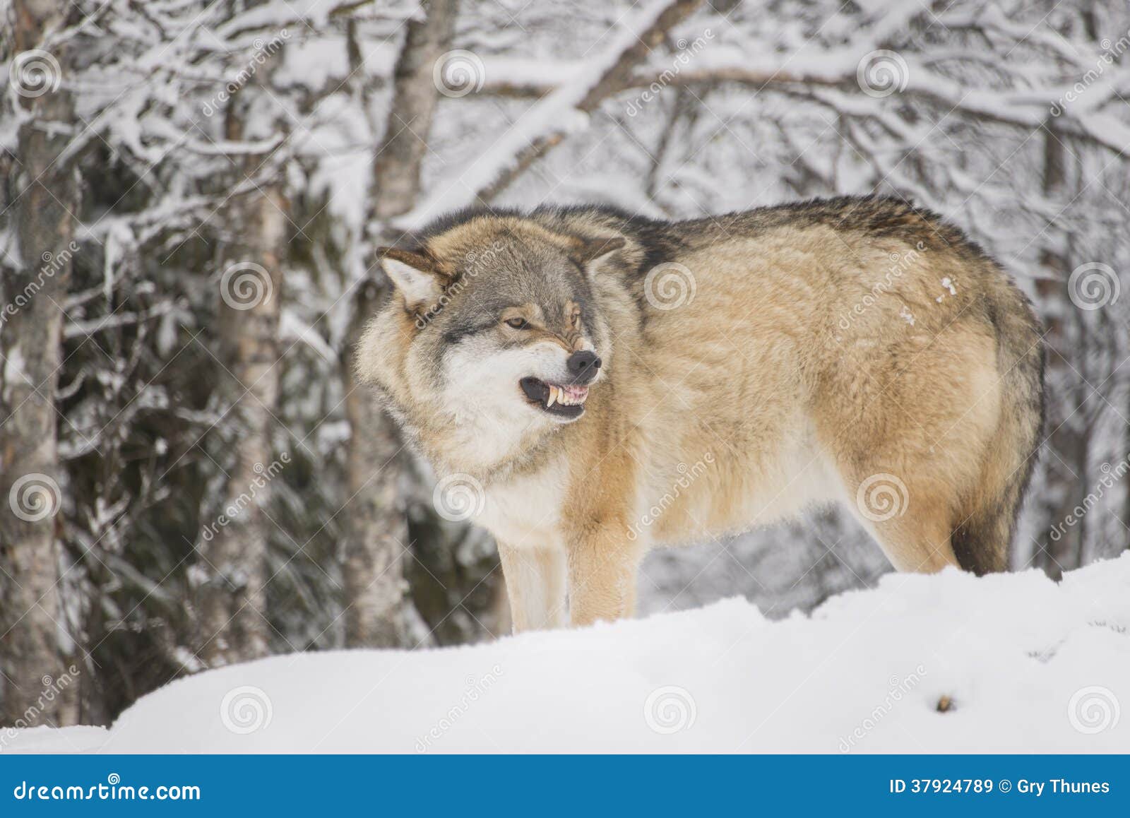 Wolf snarling stock image. Image of wildlife, snarling - 37924789