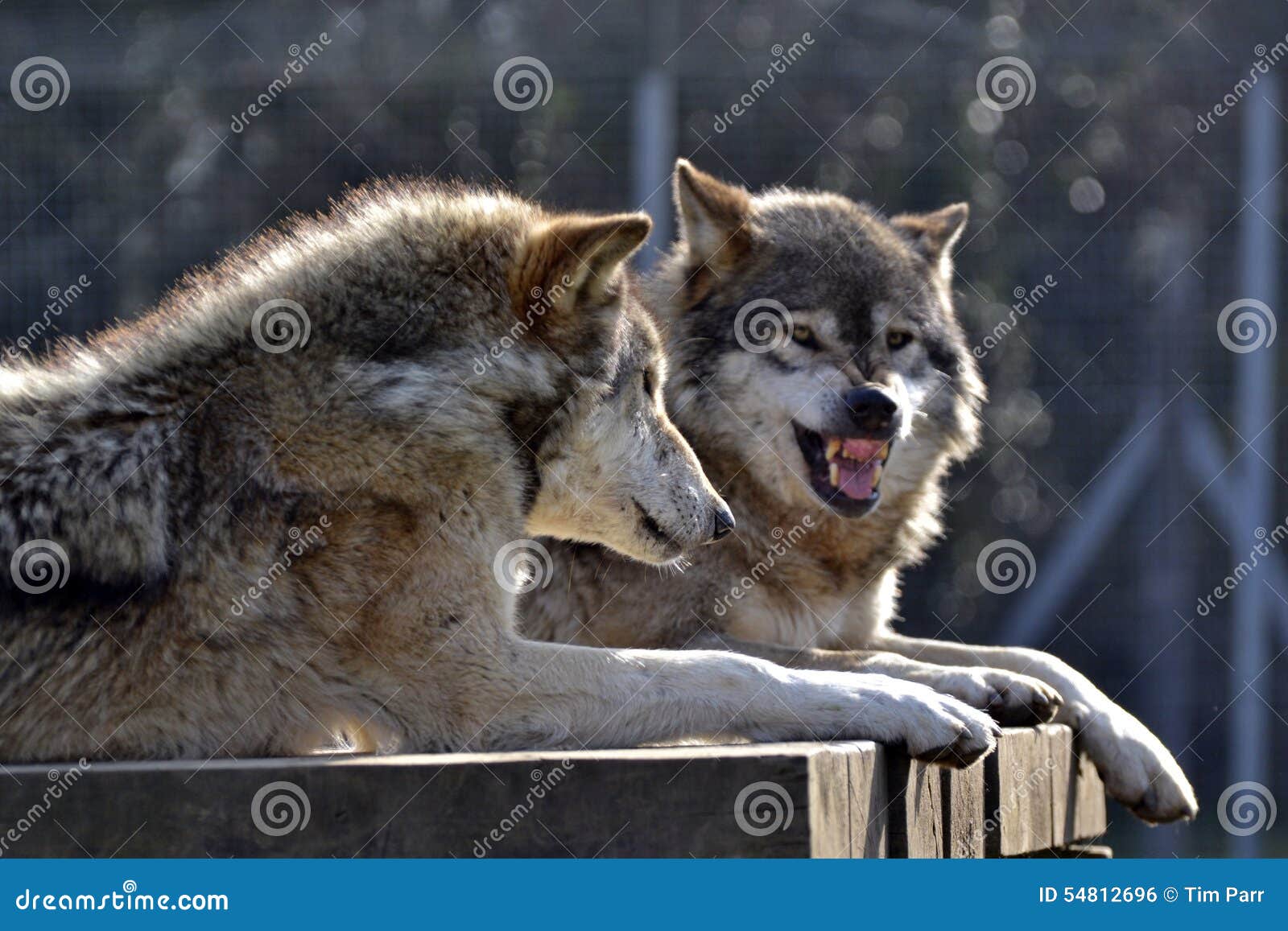 Snarling Wolf