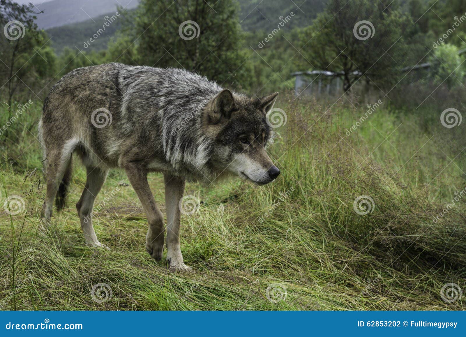 A wolf stock photo. Image of themes, animal, selective - 62853202