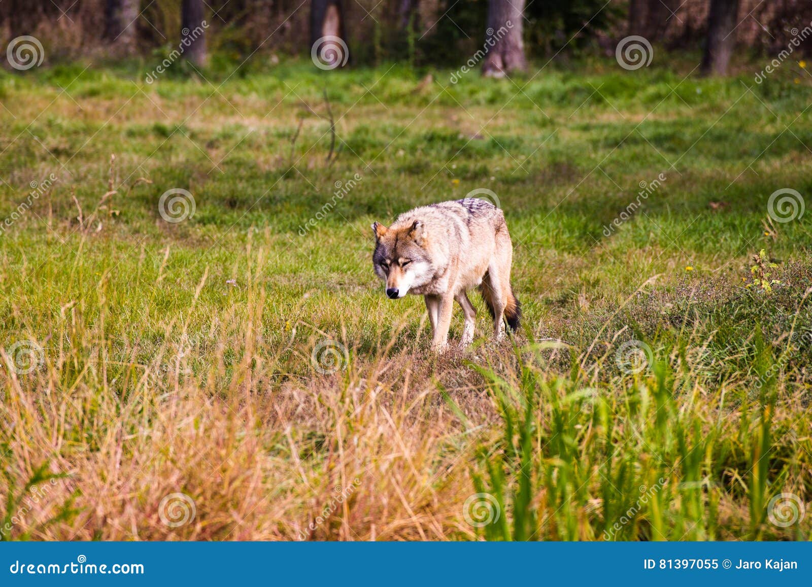 Wolf stock image. Image of heat, pride, canis, outdoors - 81397055