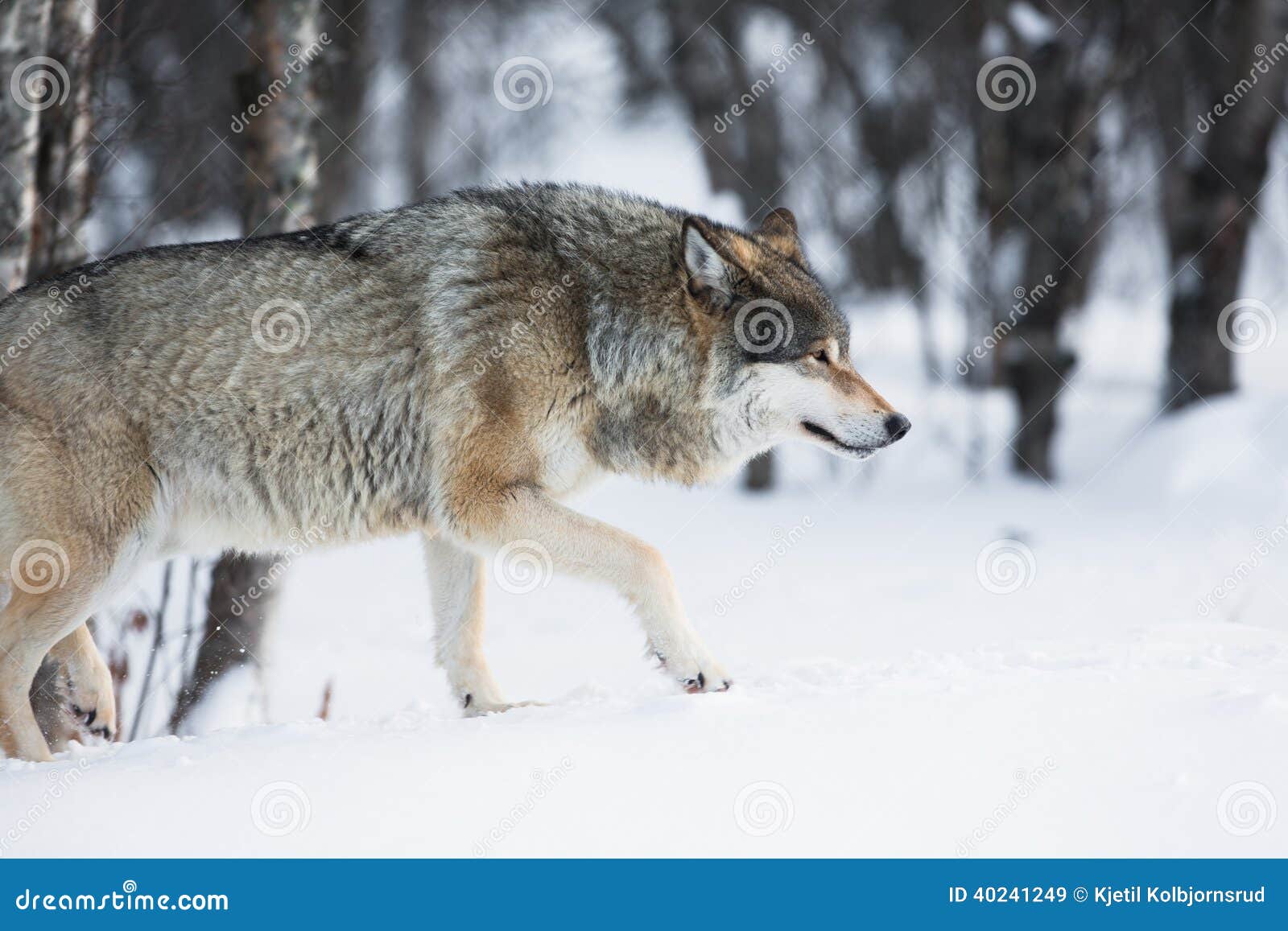 Wolf Sneaking in the Winter Forest Stock Image - Image of animal ...
