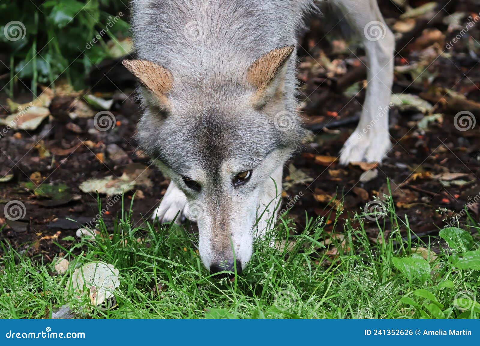 A Wolf Sniffs the Ground during Summer Stock Photo - Image of hunter ...