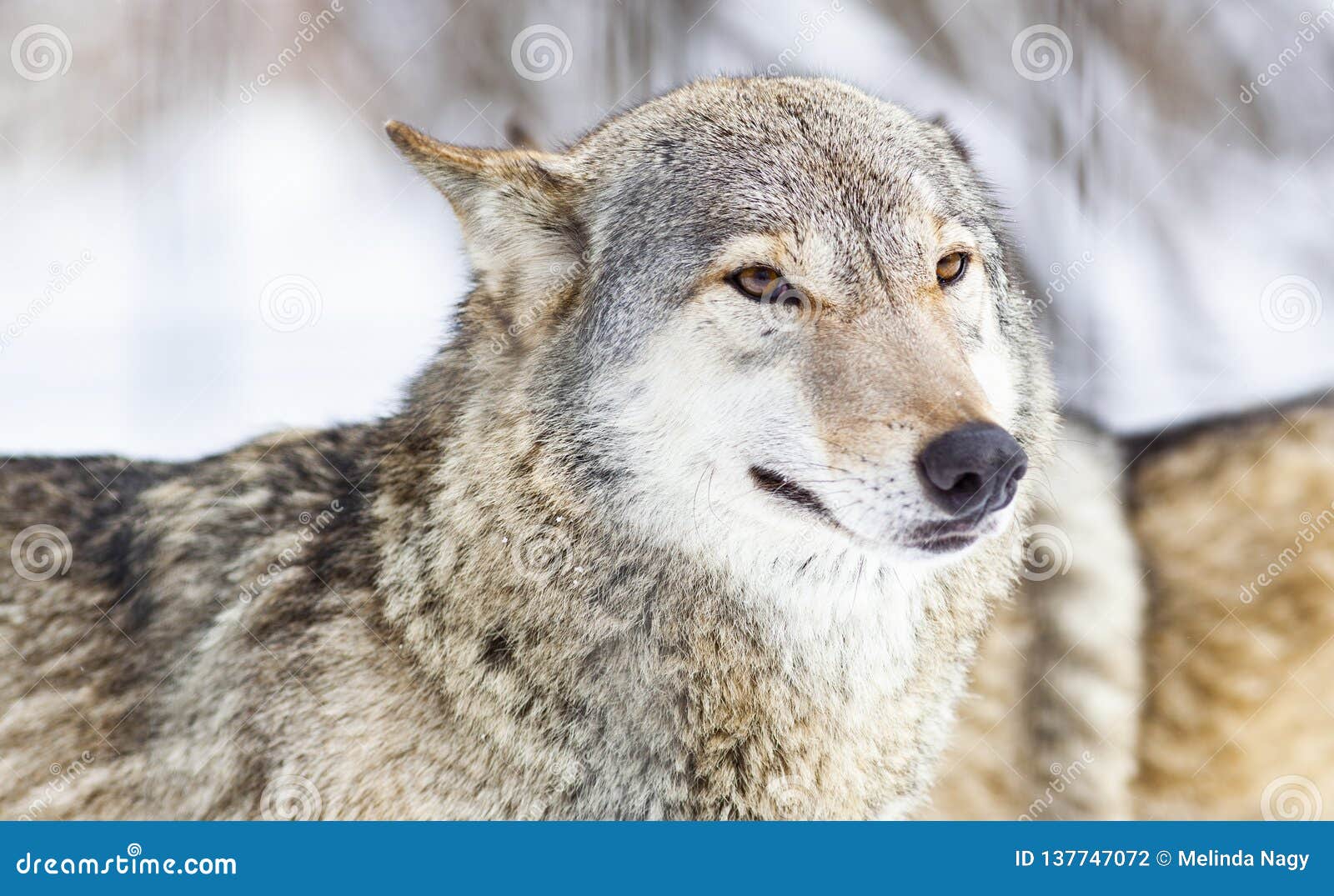 Wolf in snow stock photo. Image of animal, north, captive - 137747072