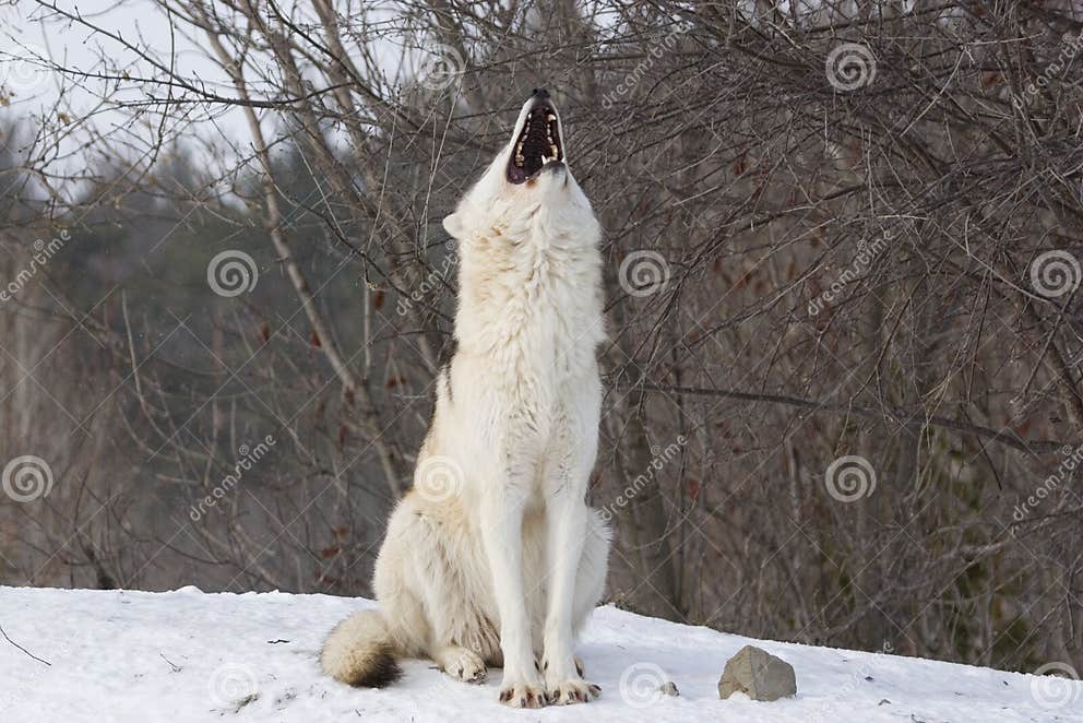 Wolf on snow stock photo. Image of wild, north, howl, mammals - 4287858
